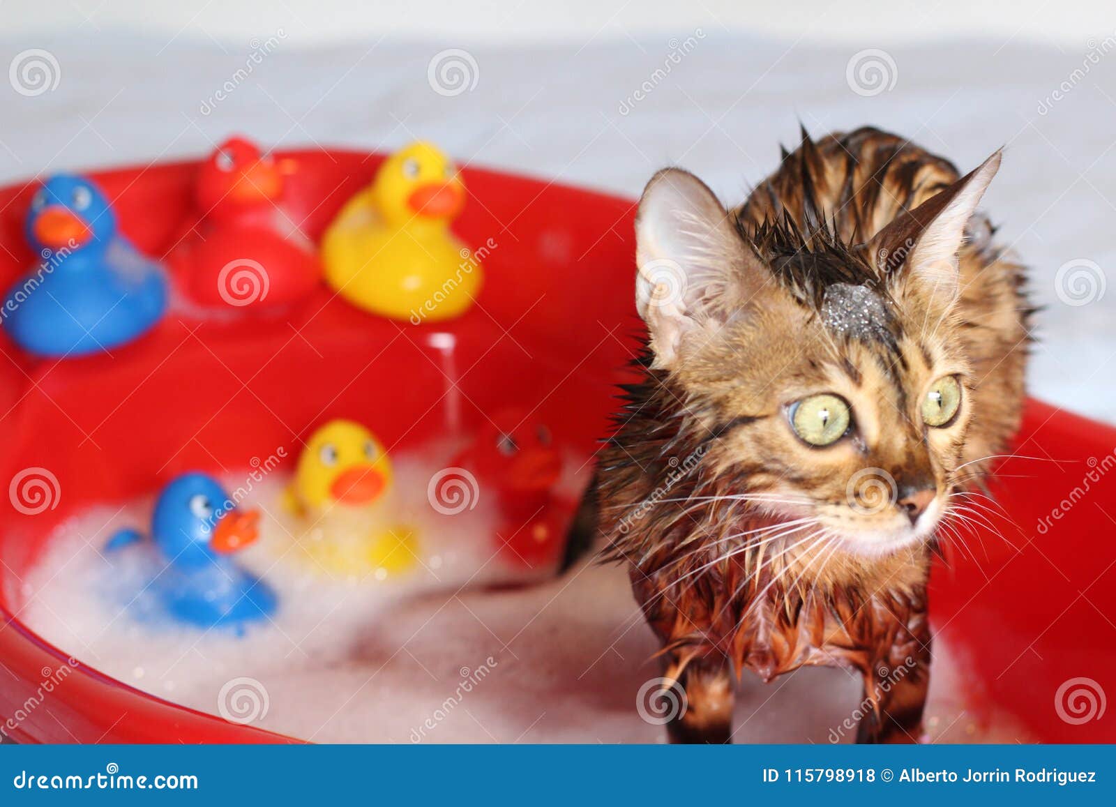 Funny cat taking a bath stock photo. Image of funny - 115798918