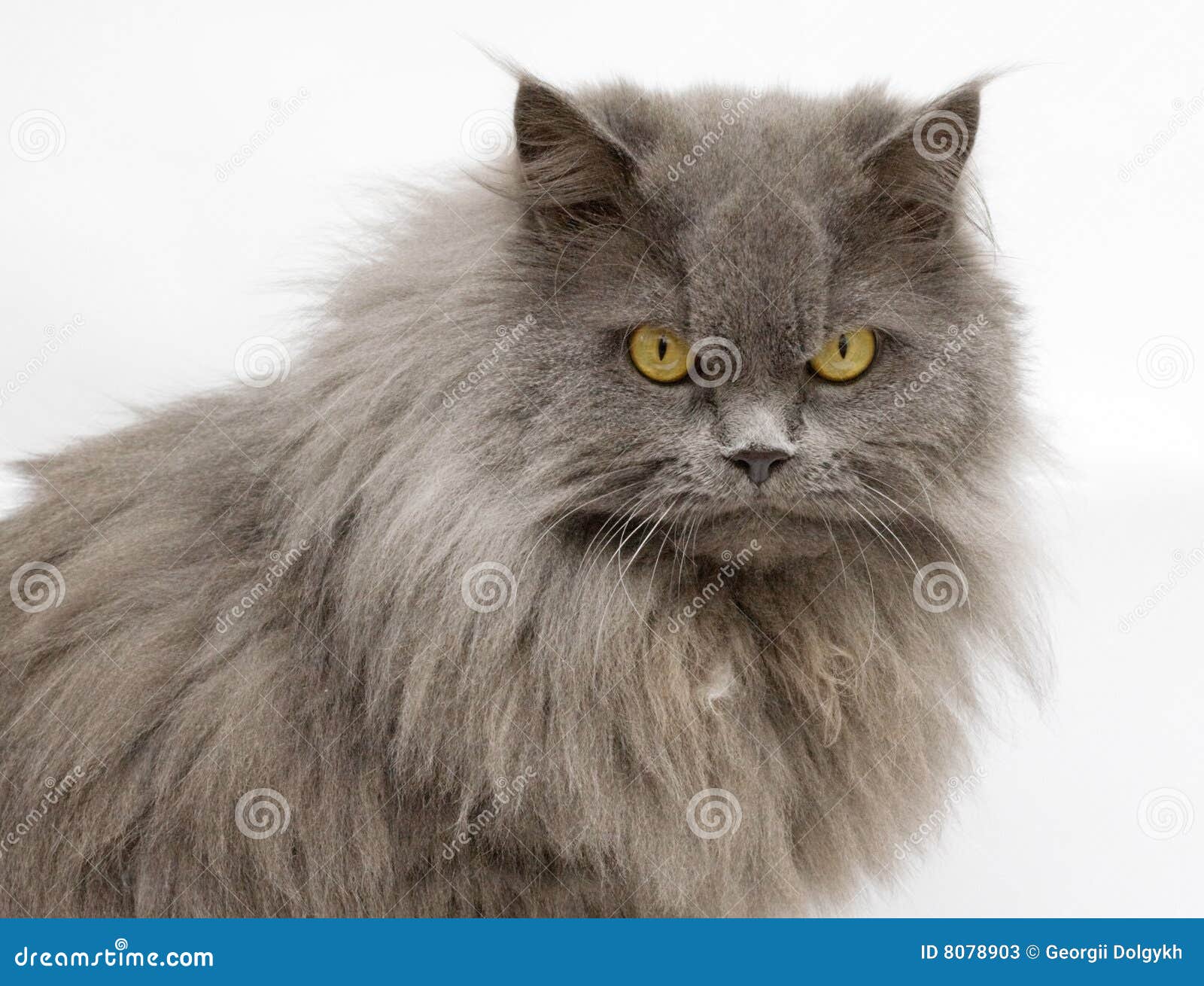Funny Cat on White Background Stock Image - Image of displeased ...