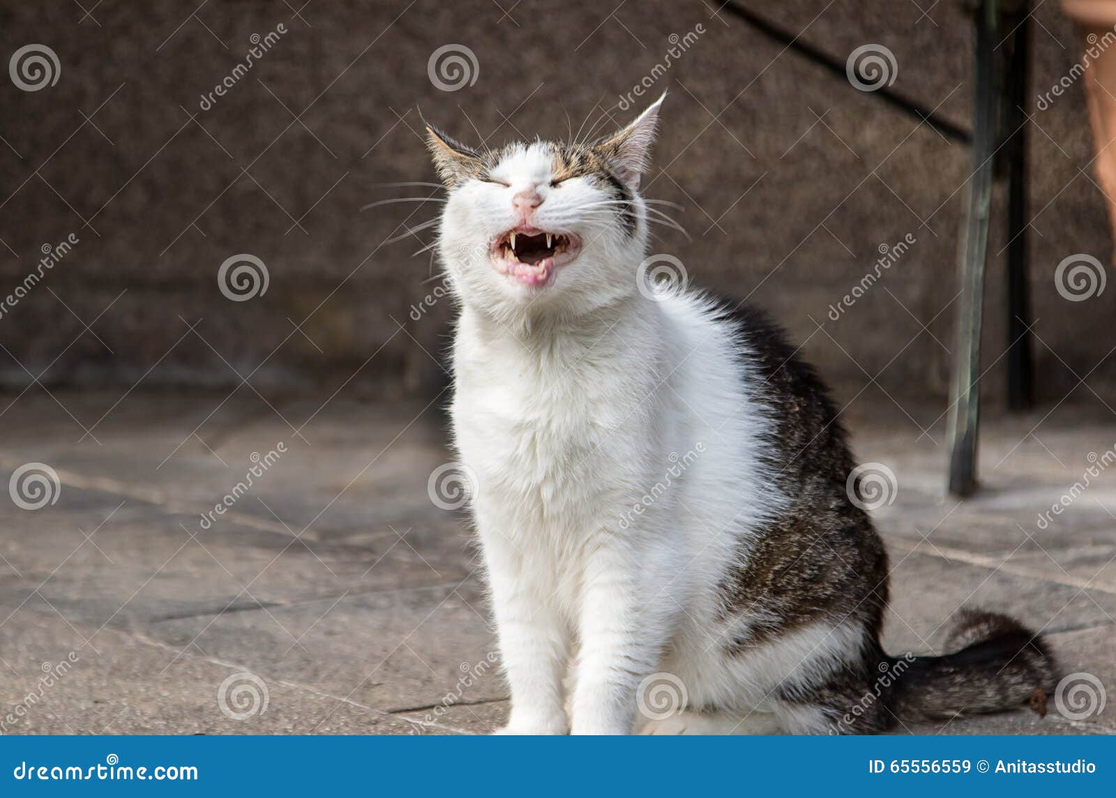 Funny cat yawning smiling stock image. Image of laugh - 65556559