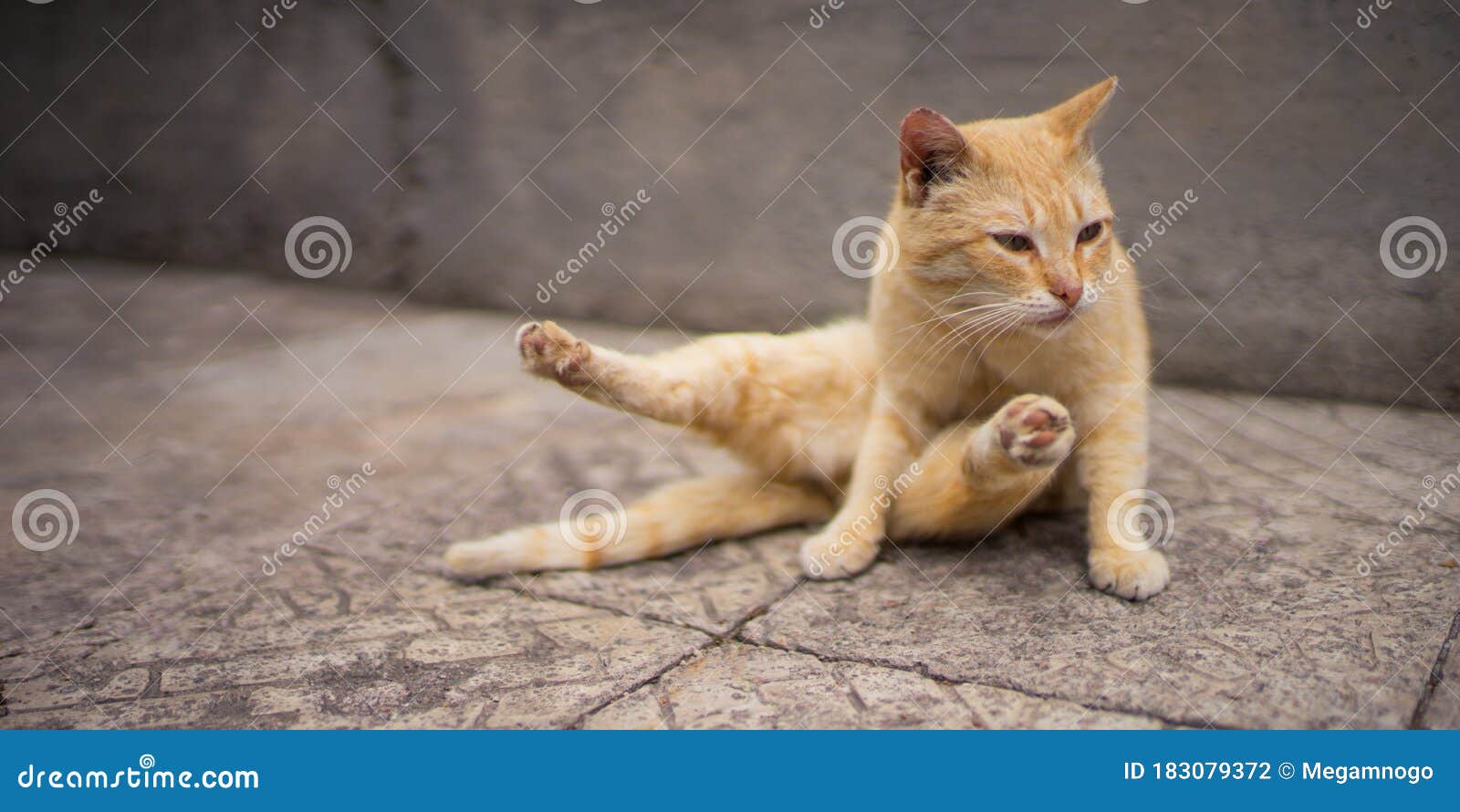 Funny Cat Yogi Doing Stretching Exercise with Legs Spread Stock Photo ...