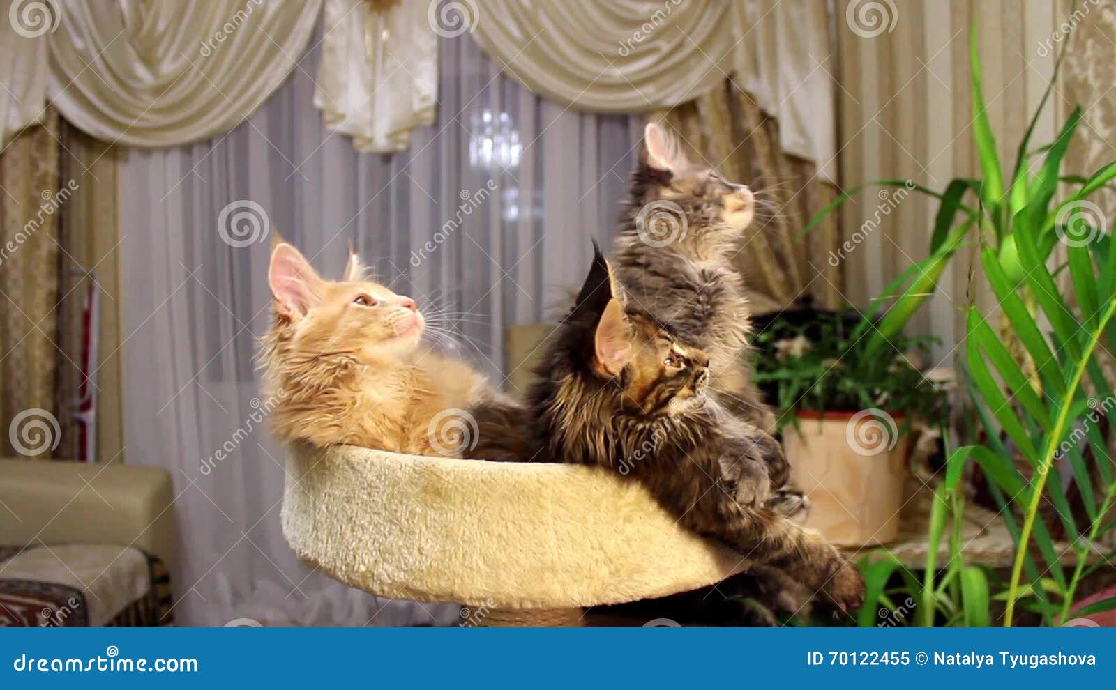 Funny cats Maine Coons stock video. Video of looking - 70122455