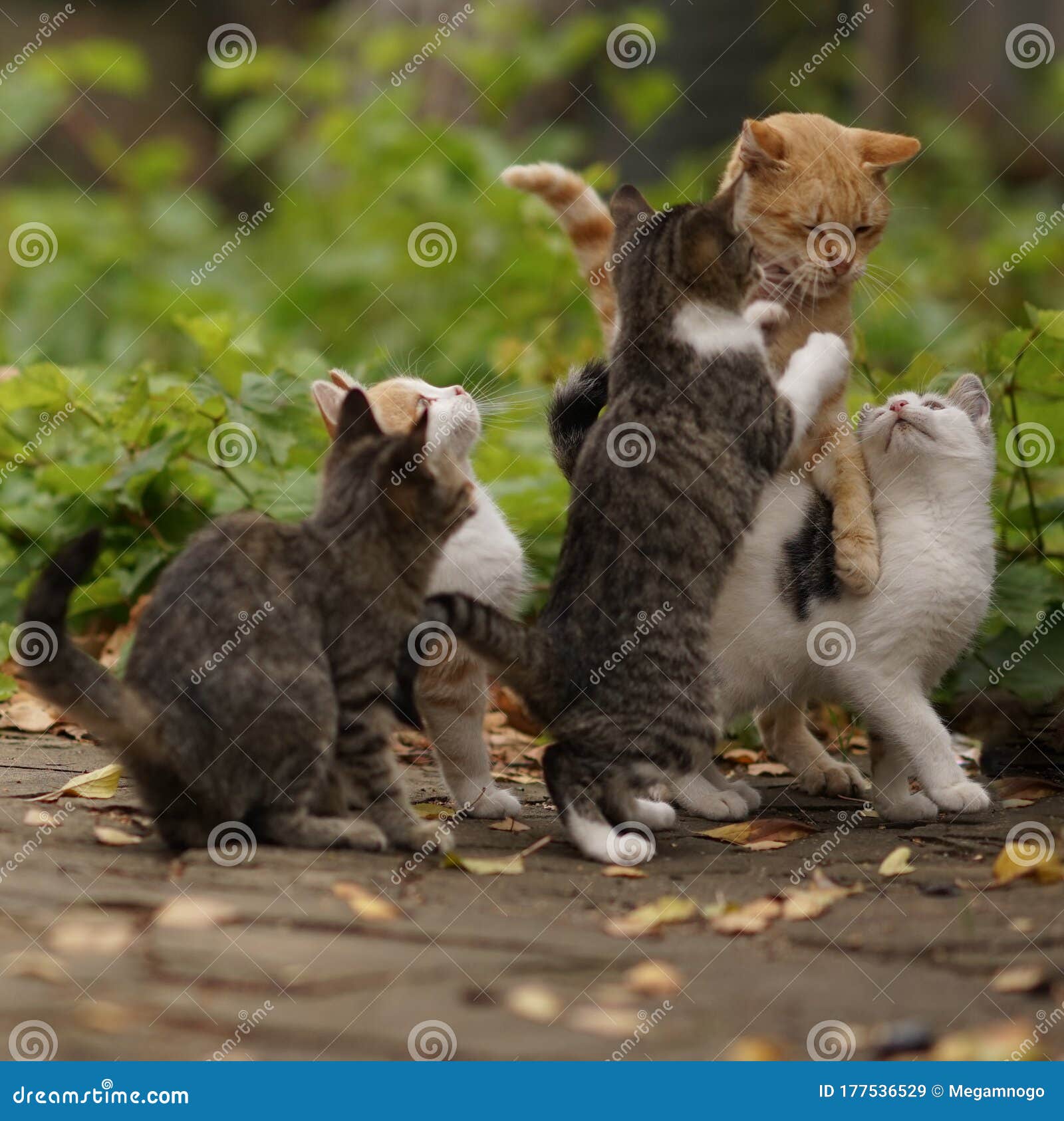 Funny Cats Play and Jump in the Autumn Park Stock Image - Image of ...