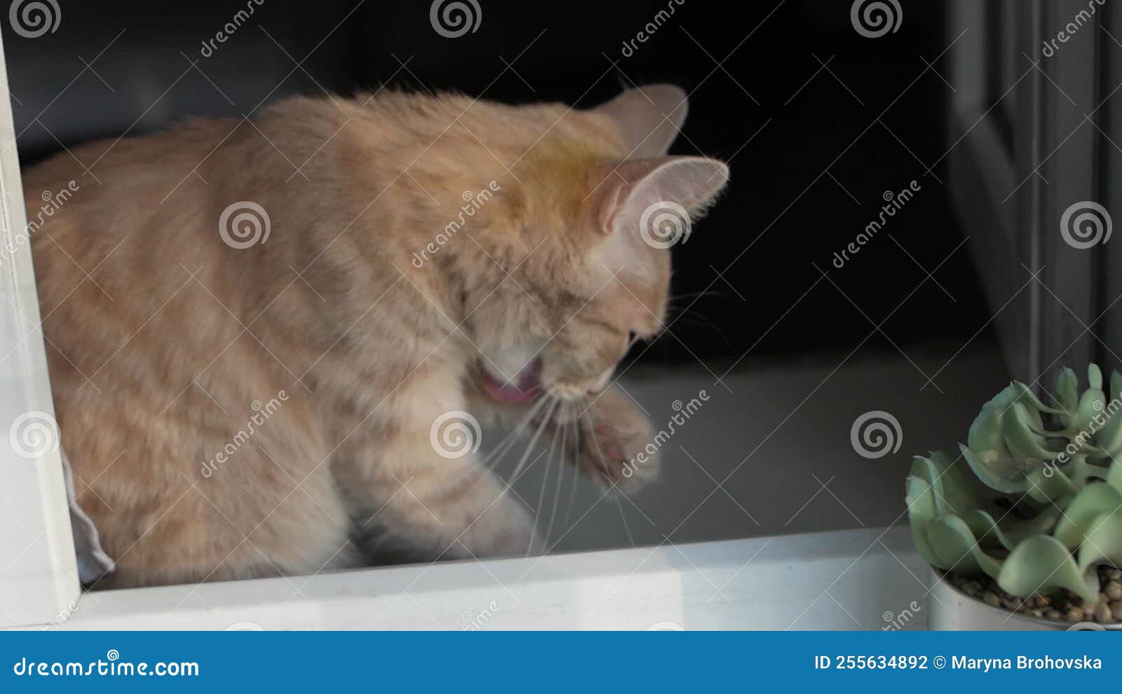Funny cats playing at home stock footage. Video of home - 255634892
