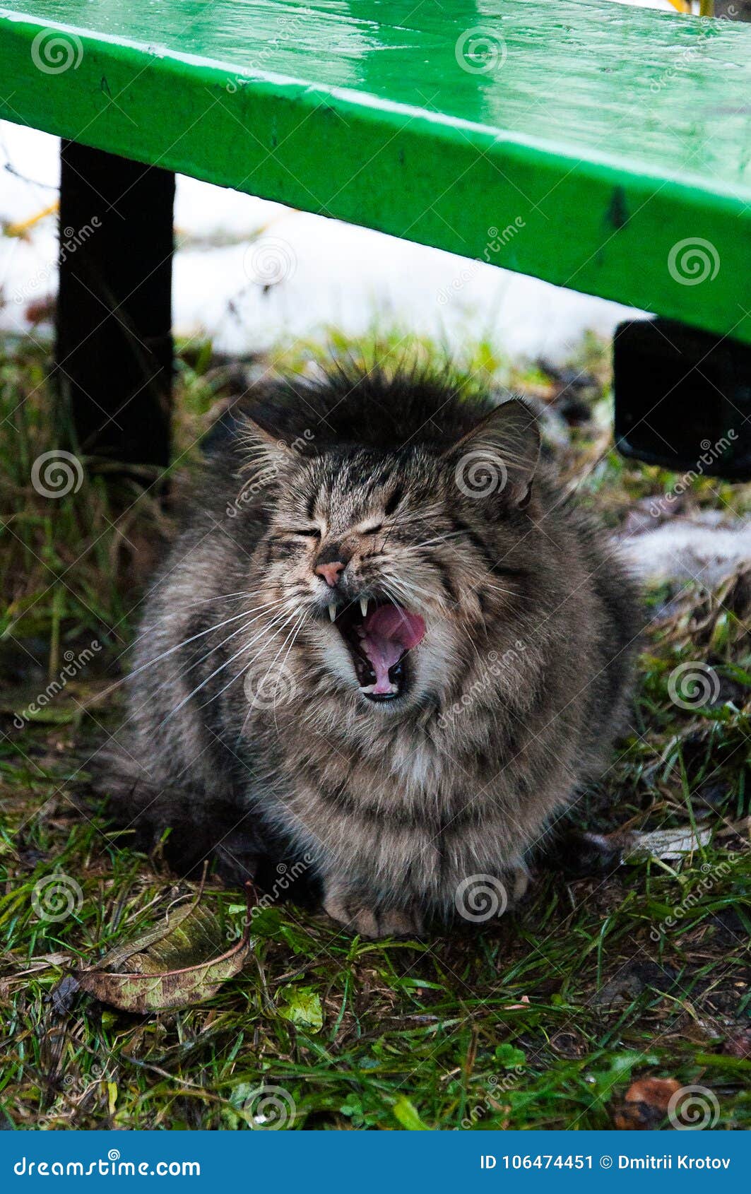 Funny cats after the rain stock image. Image of diet - 106474451