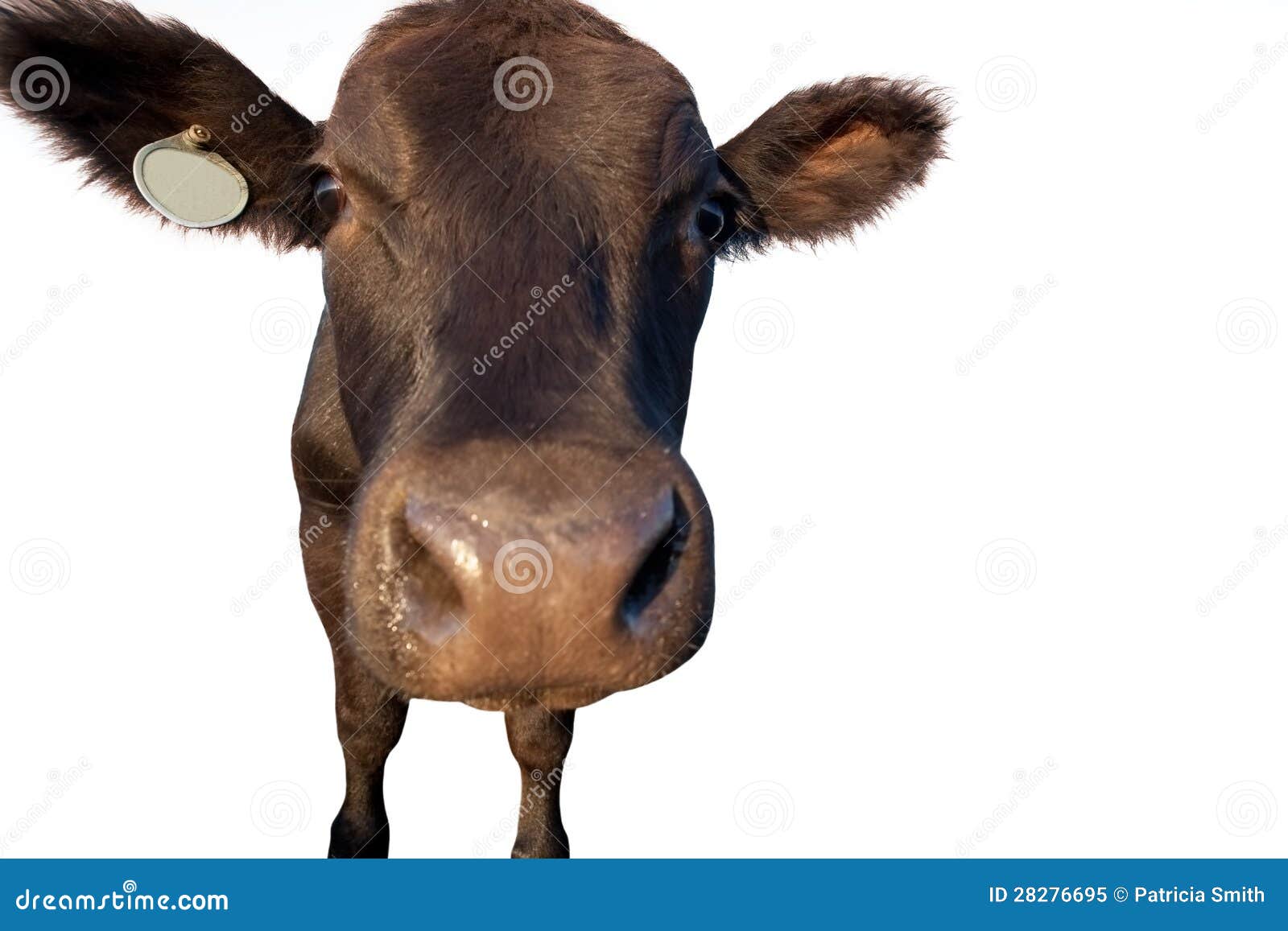 Funny Cattle Closeup stock image. Image of looks, face - 28276695
