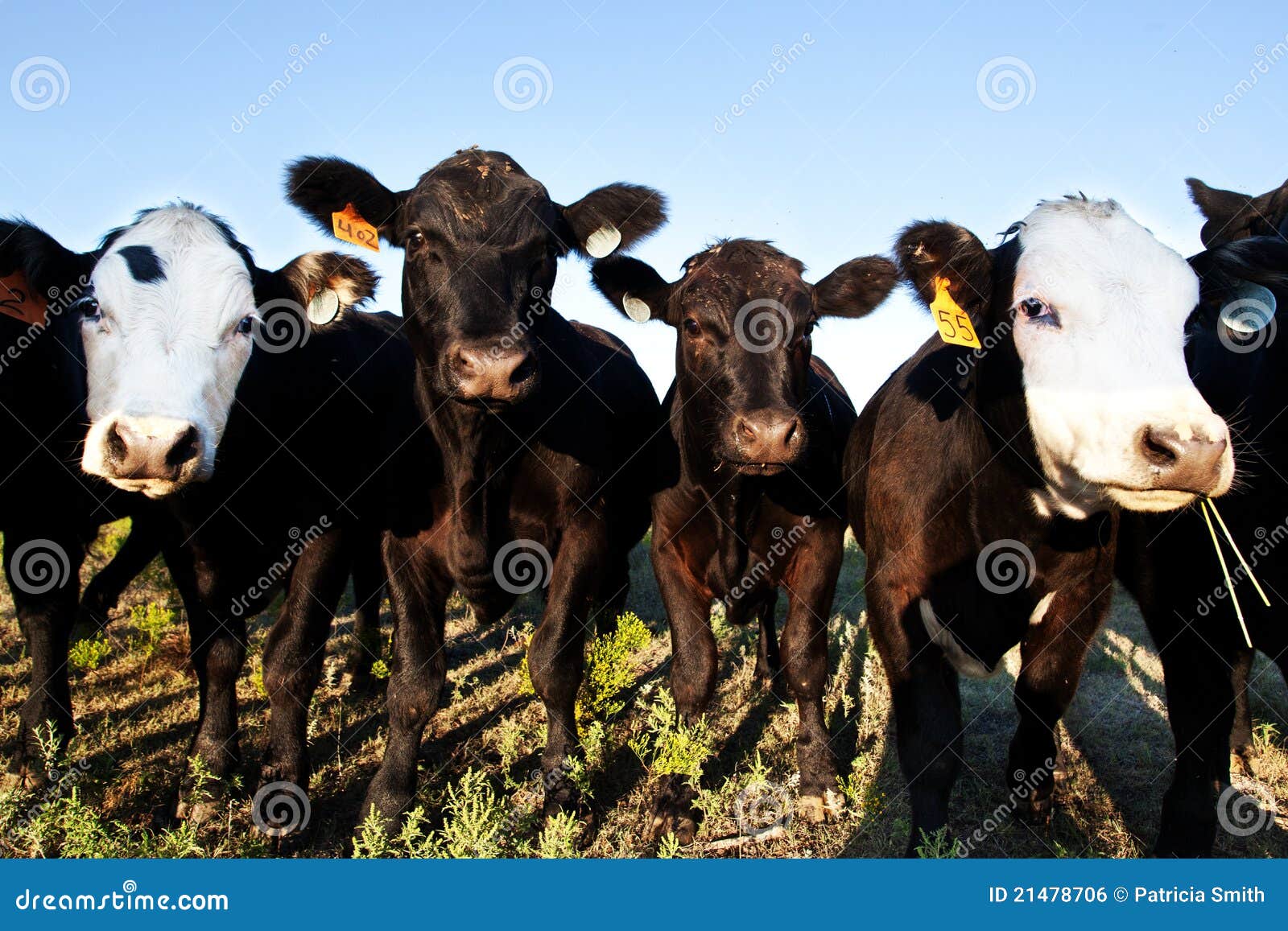 Funny Cattle Group Portrait Stock Photo - Image of steers, cows: 21478706