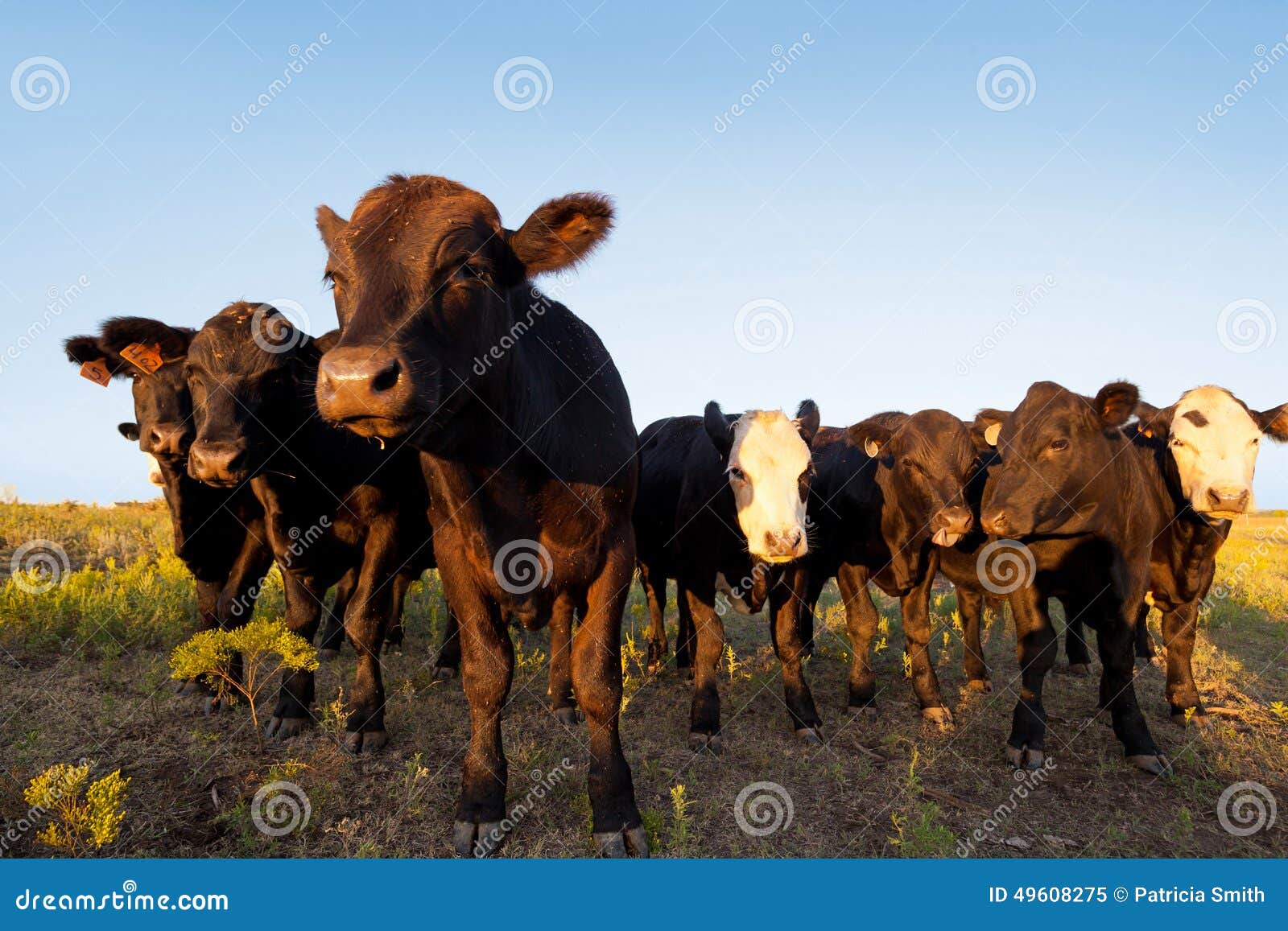 Funny Cattle Portrait stock image. Image of effect, angus - 49608275
