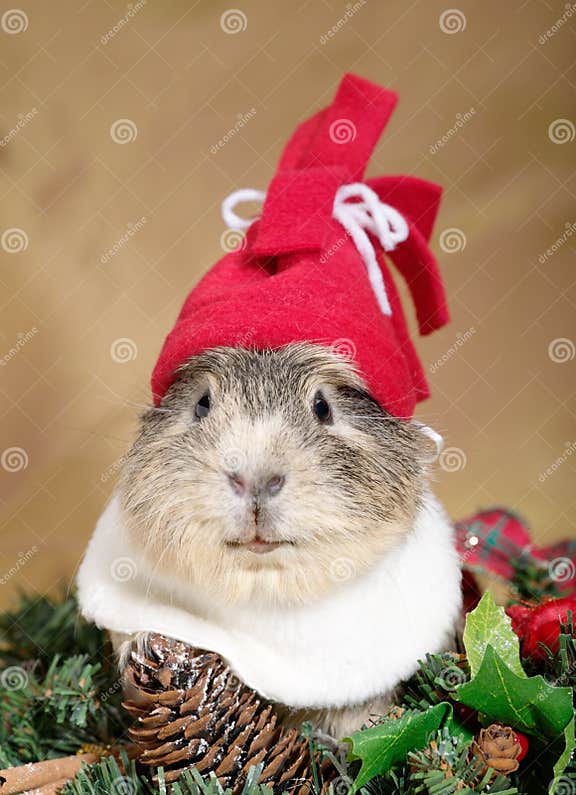 Funny Cavia stock image. Image of season, decoration - 11709919