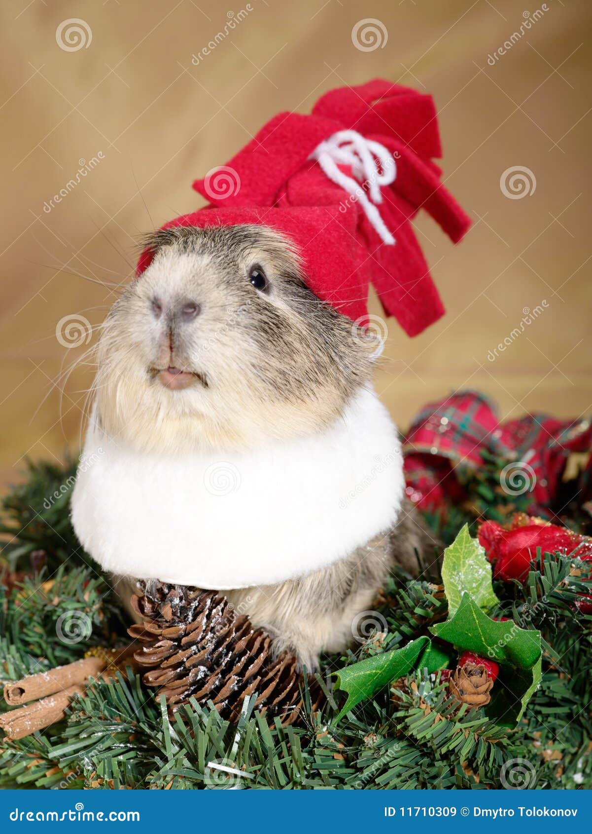 Funny Cavia stock image. Image of guinea, santa, december - 11710309