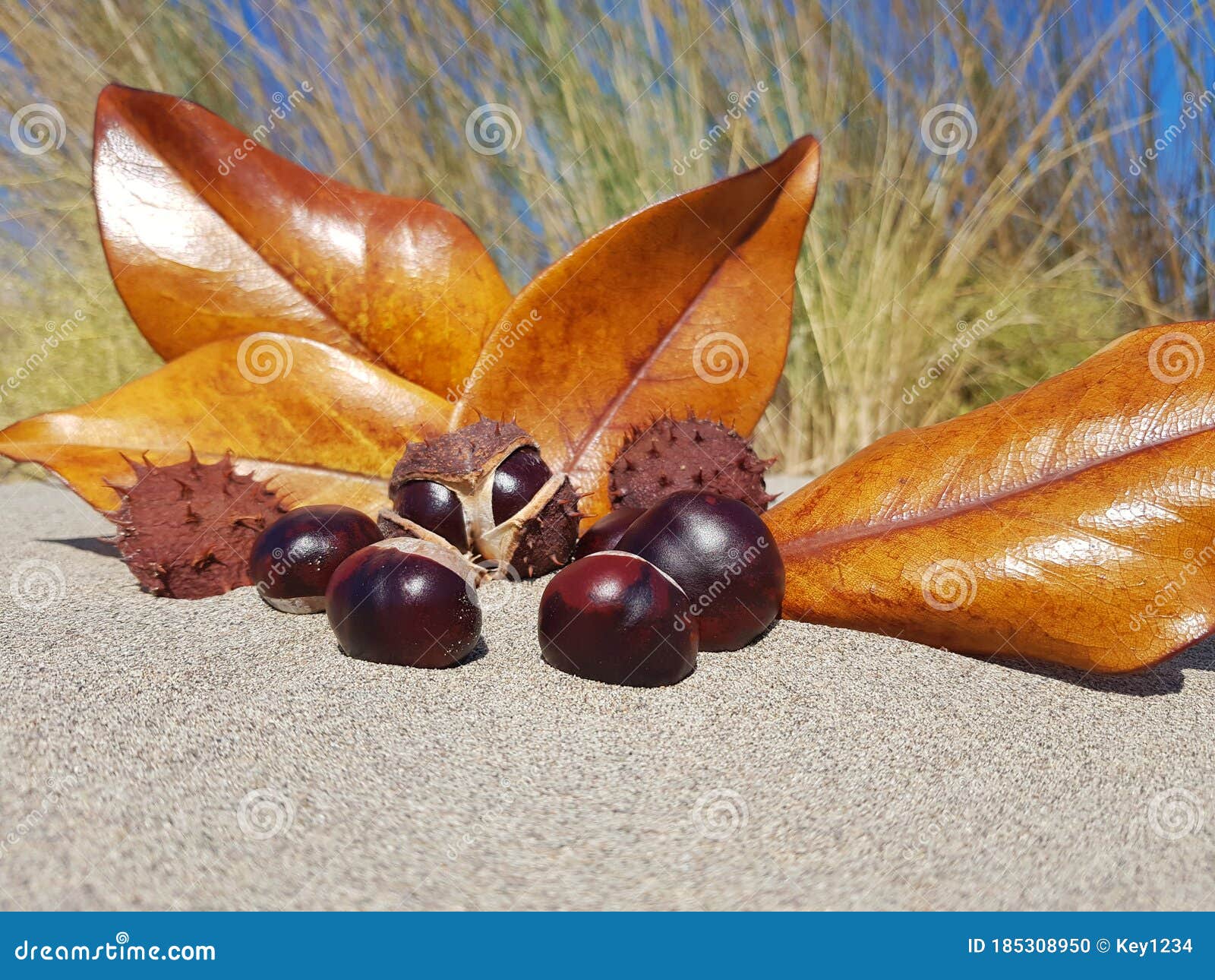 Funny Chestnut on the Nature Stock Photo - Image of nature, background ...