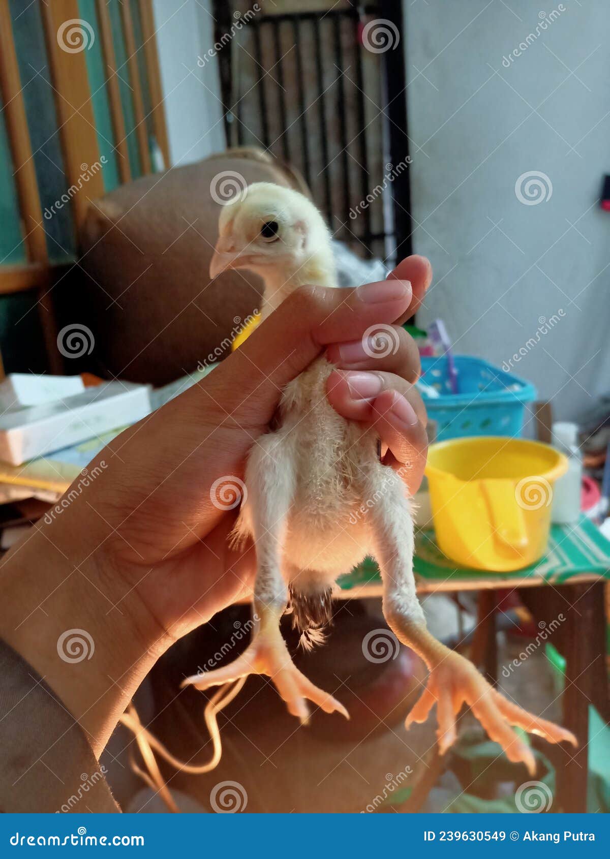 Funny chick photos stock image. Image of beak, child - 239630549