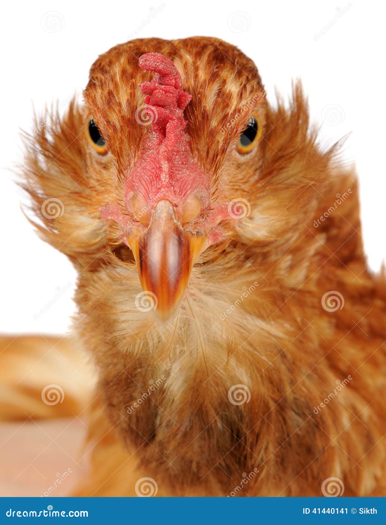 Funny Chicken Close-Up stock image. Image of closeup - 41440141