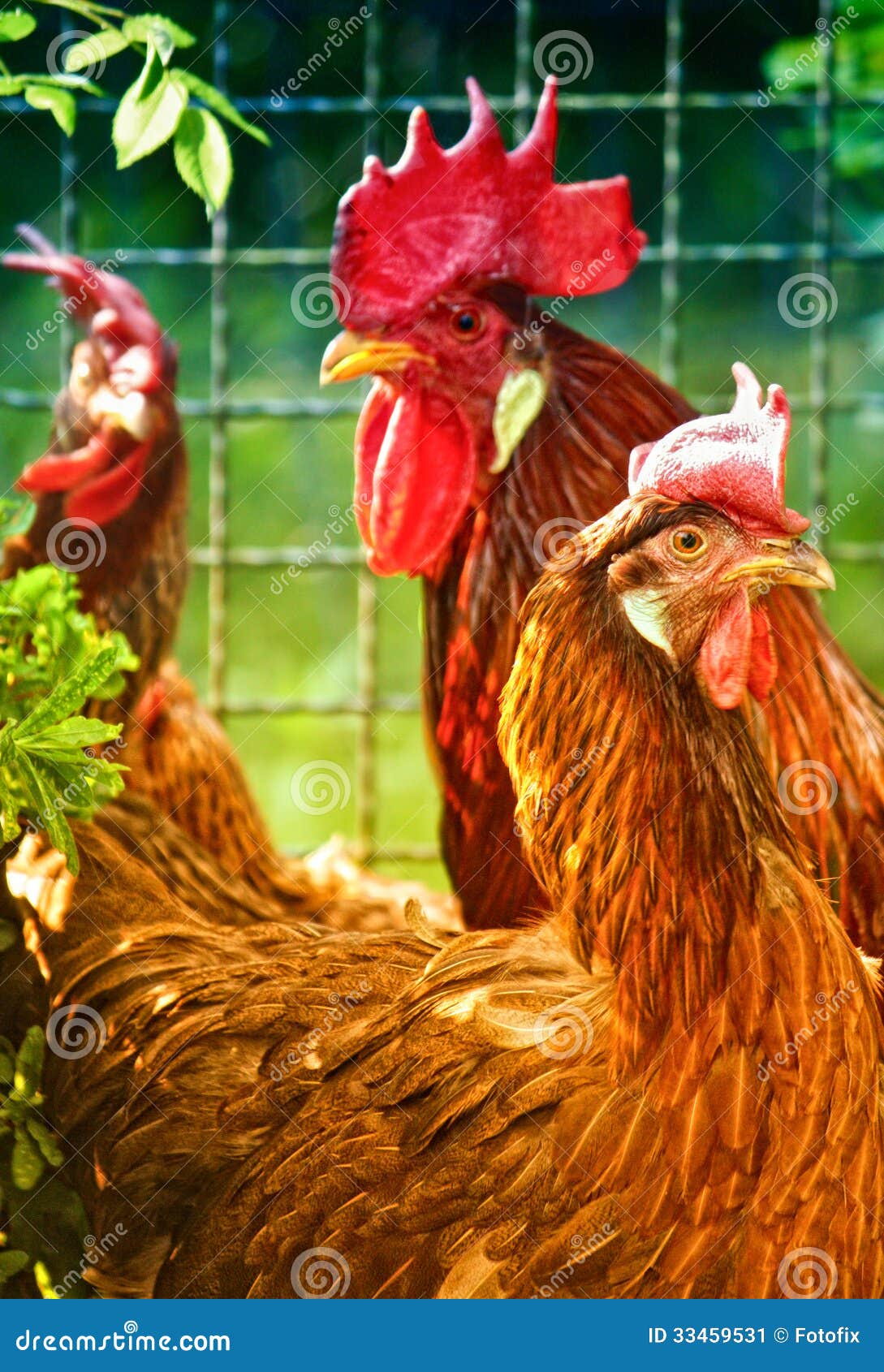 Funny chickens stock image. Image of bird, nature, chicken - 33459531