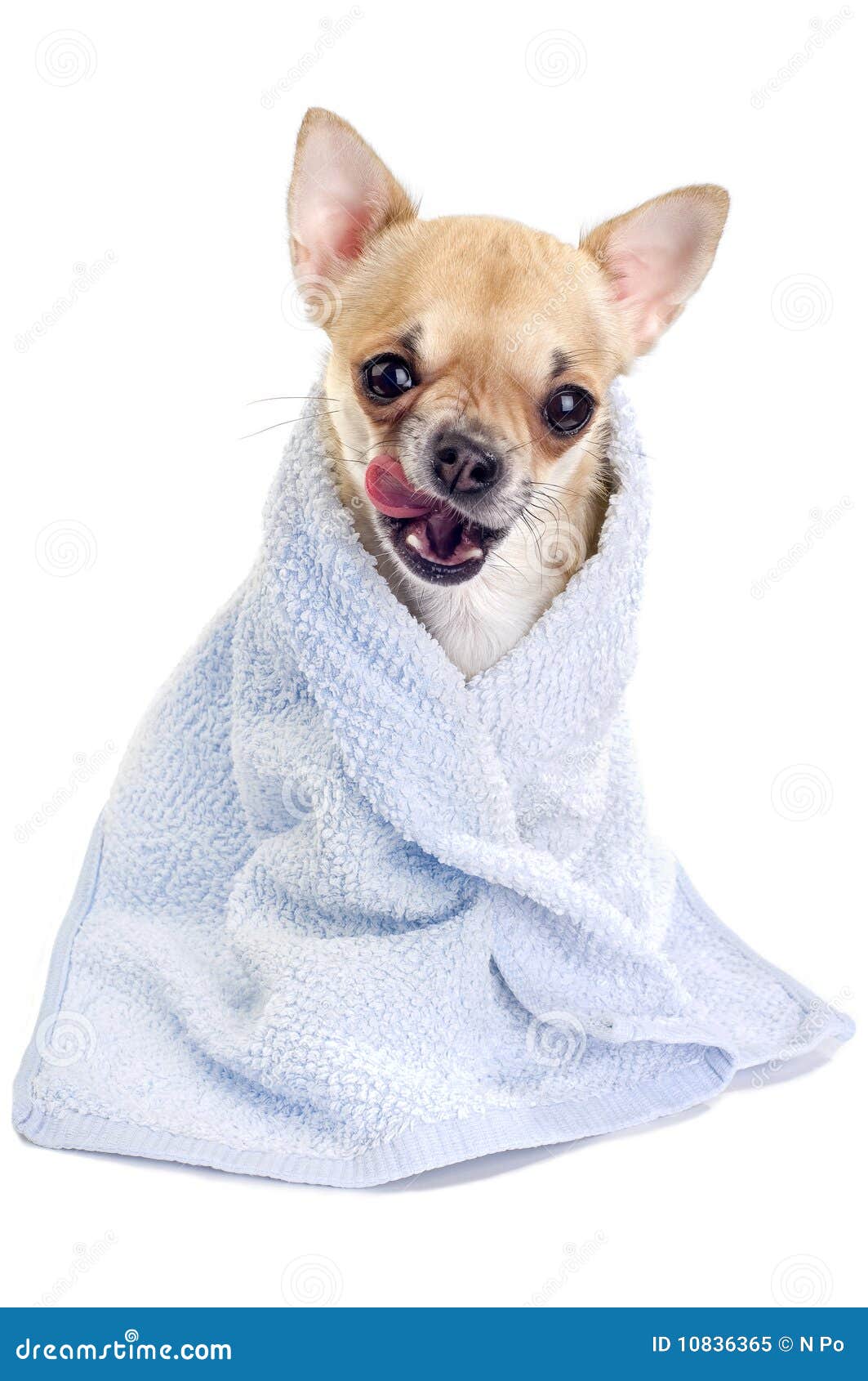 Funny Chihuahua with a Blue Towel Stock Image - Image of close ...