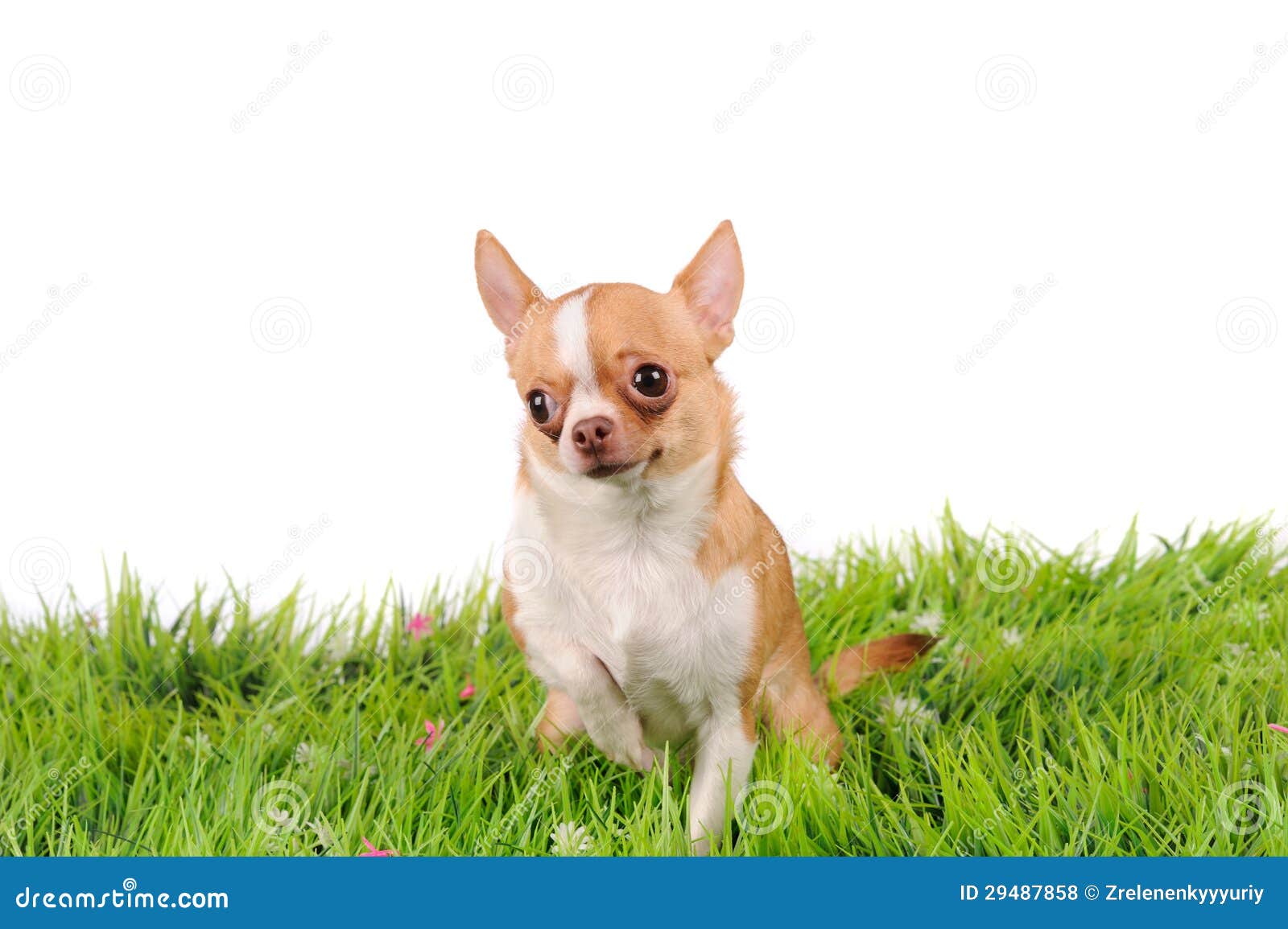 Funny chihuahua dog stock photo. Image of green, portrait - 29487858