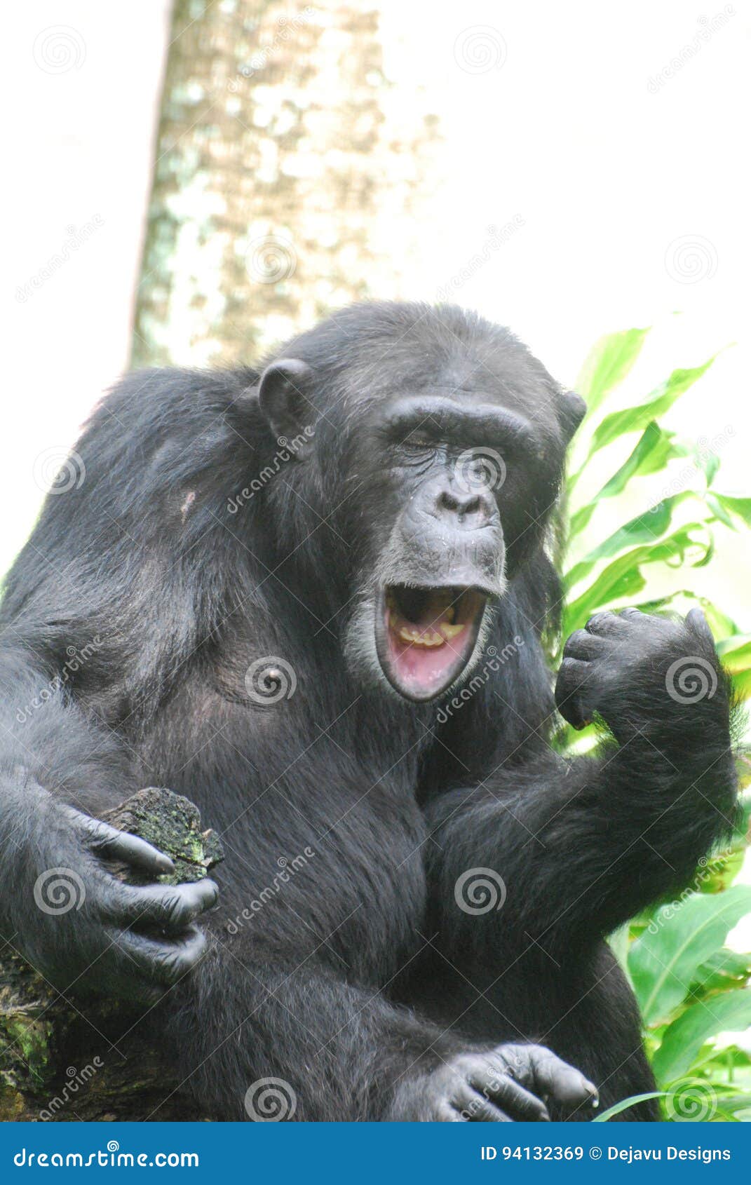 Funny Chimp Making Faces with His Mouth and Lips Stock Image - Image of ...