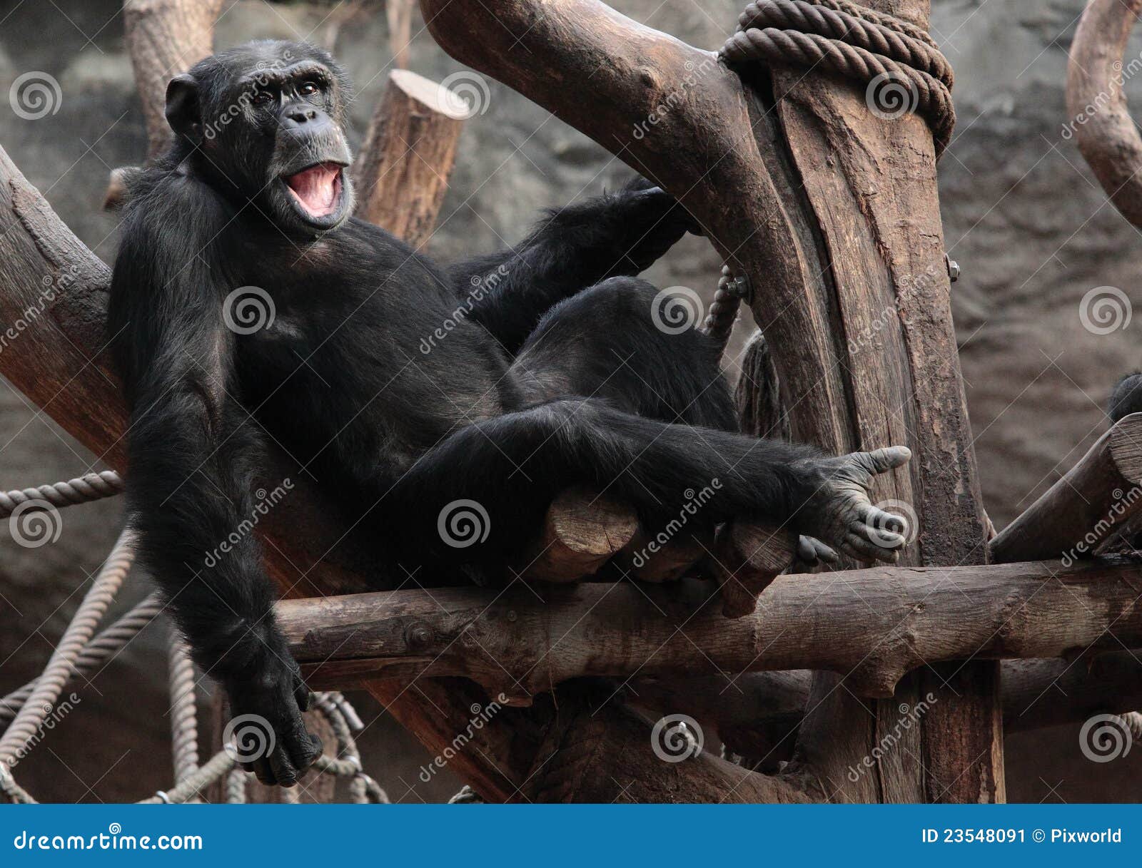 Funny chimpanzee stock image. Image of sporty, cute, funny - 23548091