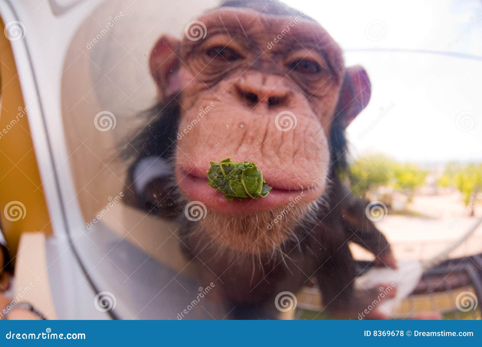 Funny Chimpanzee stock photo. Image of gate, park, fisheye - 8369678