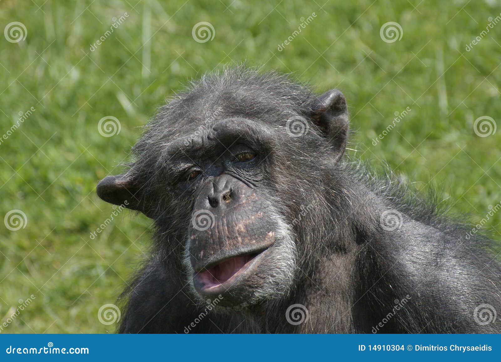 Funny chimpanzee portrait stock photo. Image of chimp - 14910304