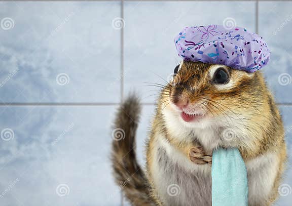 Funny chipmunk bathing stock image. Image of humor, chipmunk - 26492473