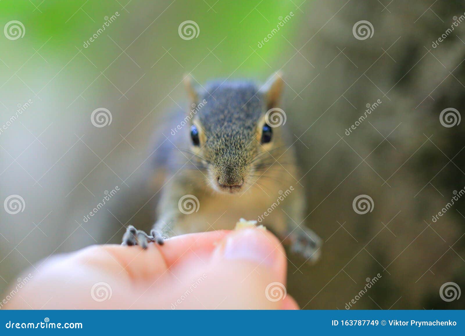 Funny Chipmunk Eating from Hand Stock Image - Image of natural, little ...