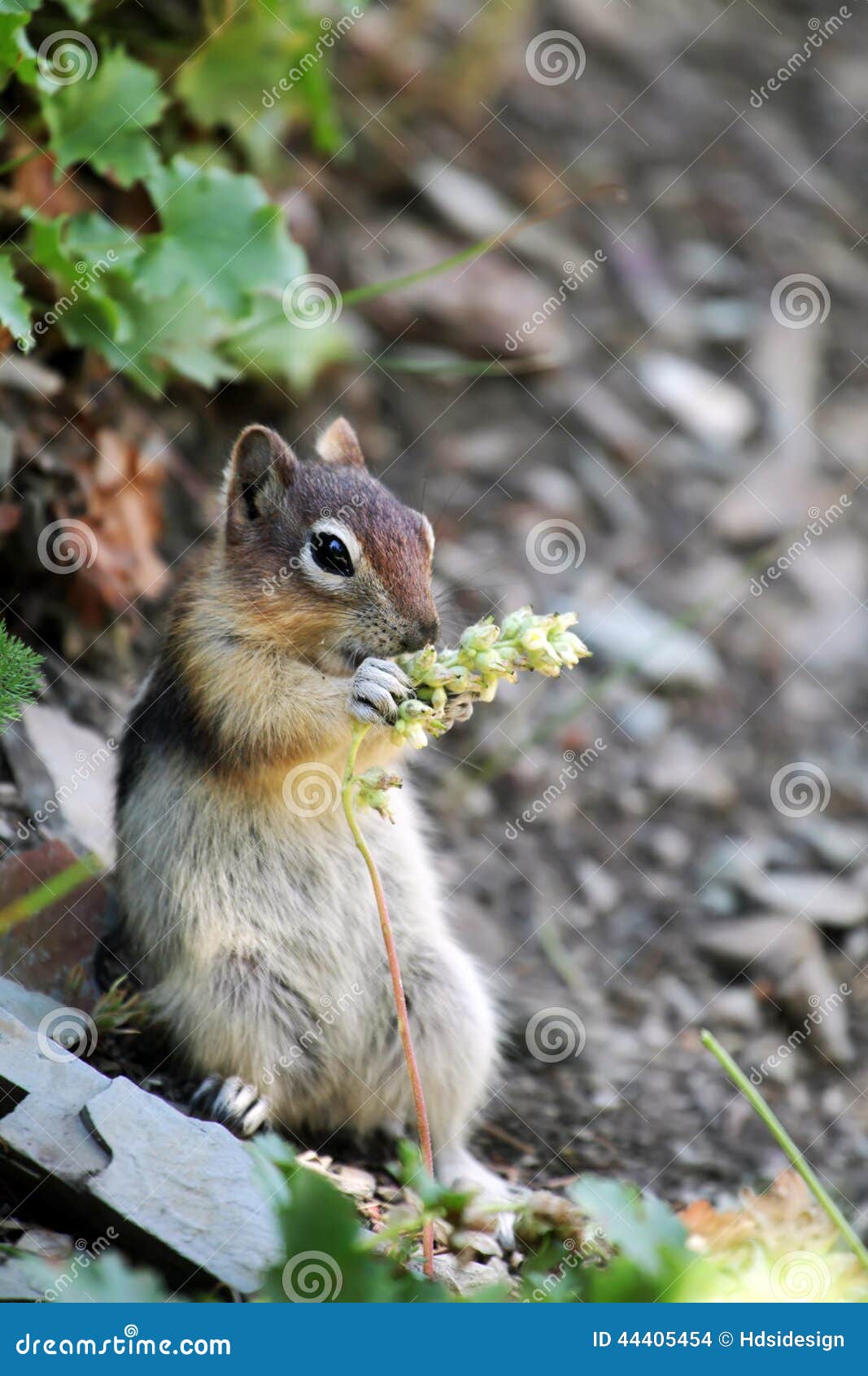 Funny chipmunk stock photo. Image of close, rodent, animal - 44405454