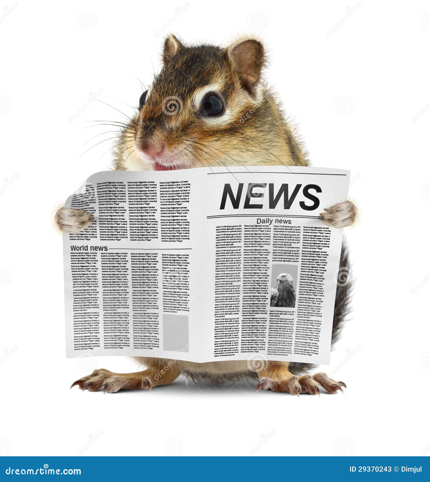 Funny Chipmunk Read Newspaper Stock Image - Image of information ...