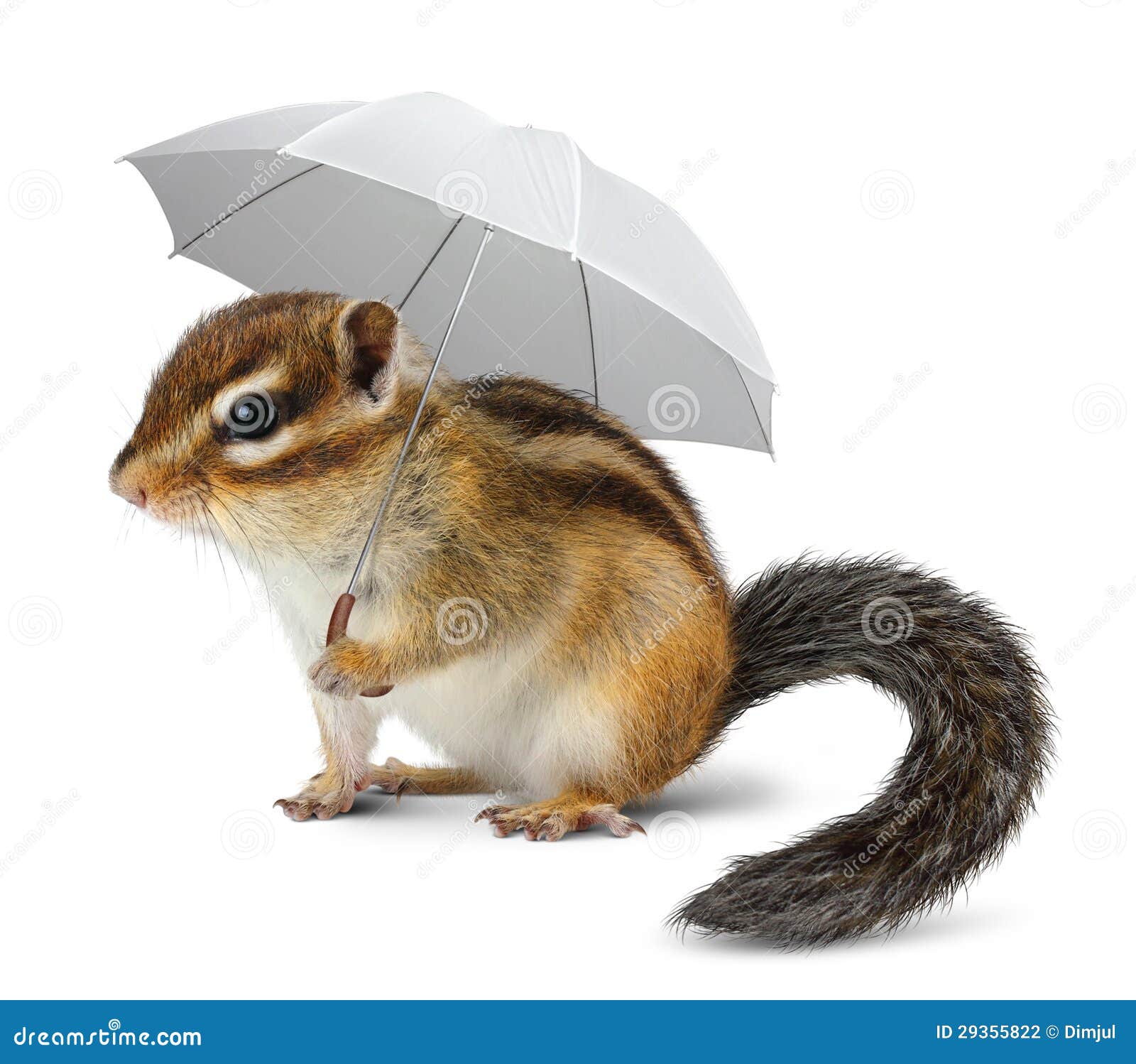 Funny Chipmunk with Umbrella on White Stock Photo - Image of chipmunk ...