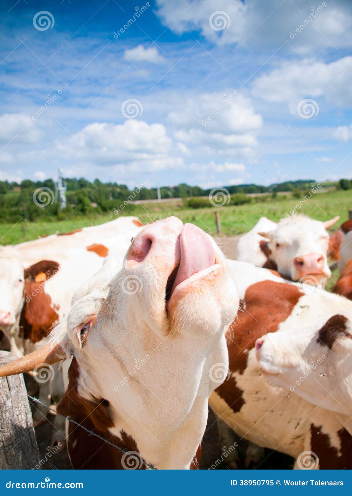 Funny close up of a cow stock image. Image of blue, grazing - 38950795