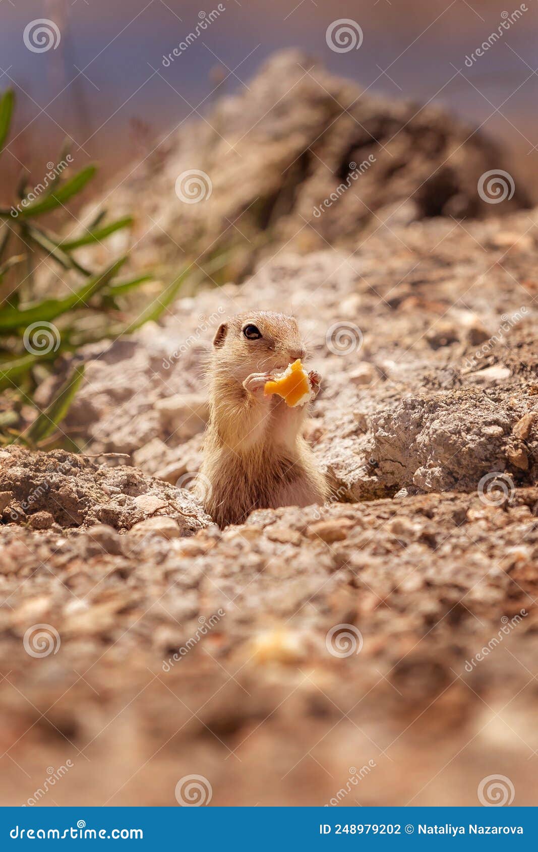 Funny Gopher, Suslik Eating Piece of Bread Stock Photo - Image of ...