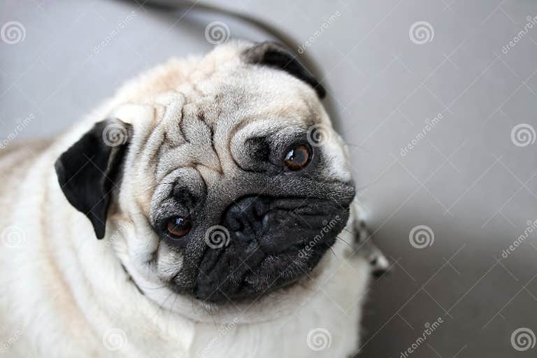 Funny Closeup of a Cute Mops Stock Photo - Image of human, outside ...
