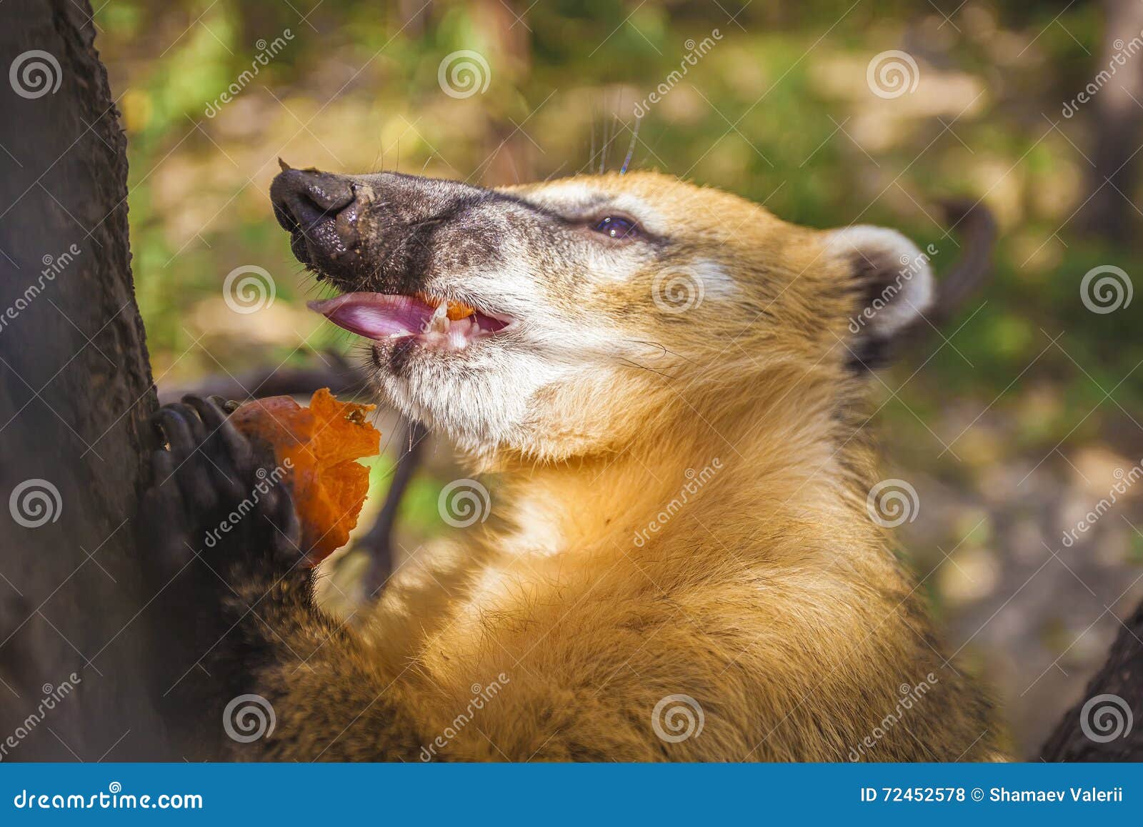 Funny Coati stock photo. Image of cute, branch, close - 72452578