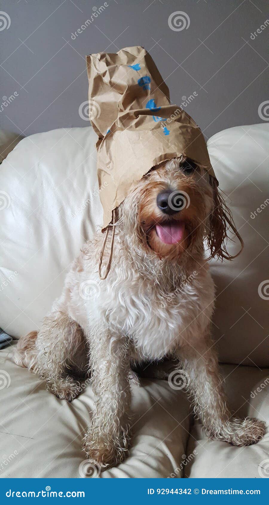 Funny cockapoo stock photo. Image of cockapoo, funny - 92944342