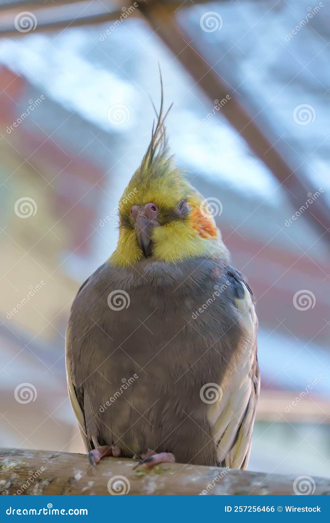 Cocktail Bird Sleeping