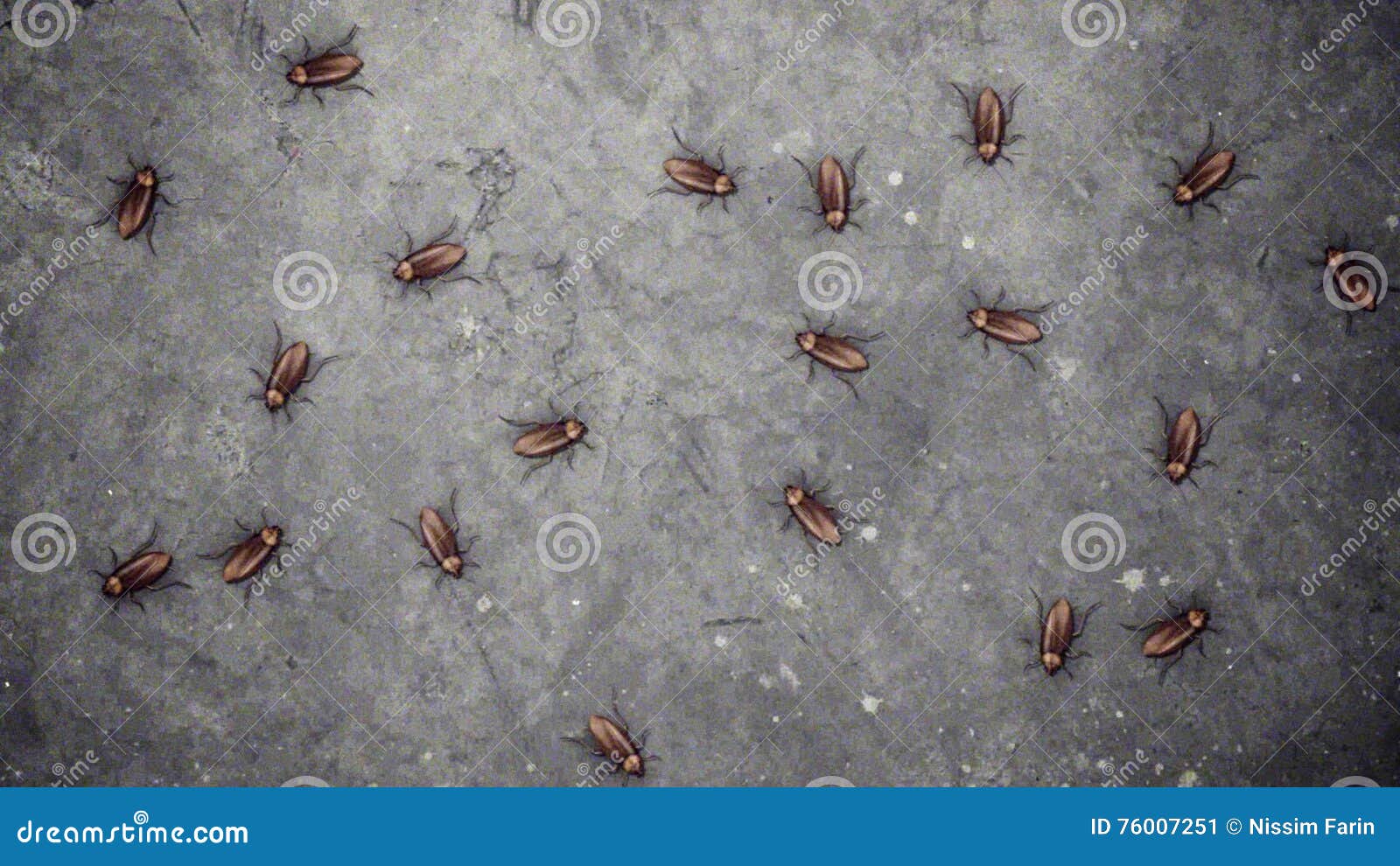 Cockroaches Cartoons, Illustrations & Vector Stock Images - 1614 ...