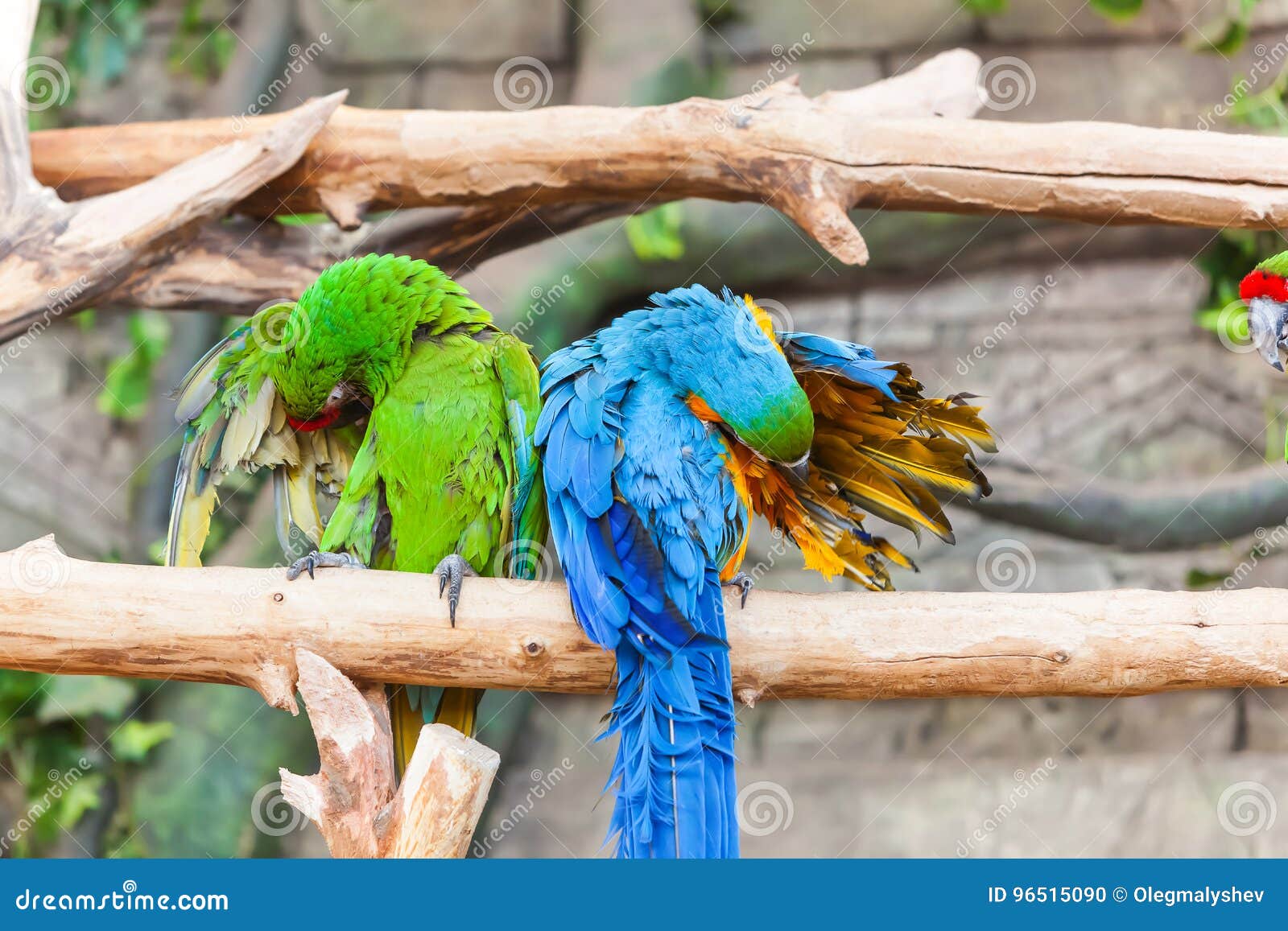 Funny Colored Large Macaws Pair Parrots Ara Stock Photo - Image of ...