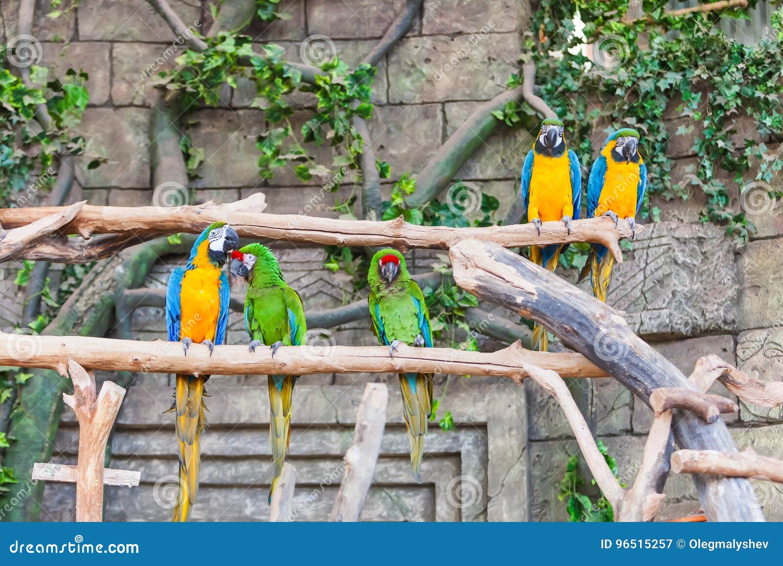 Funny Colored Large Macaws Pair Parrots Ara Stock Image - Image of ...