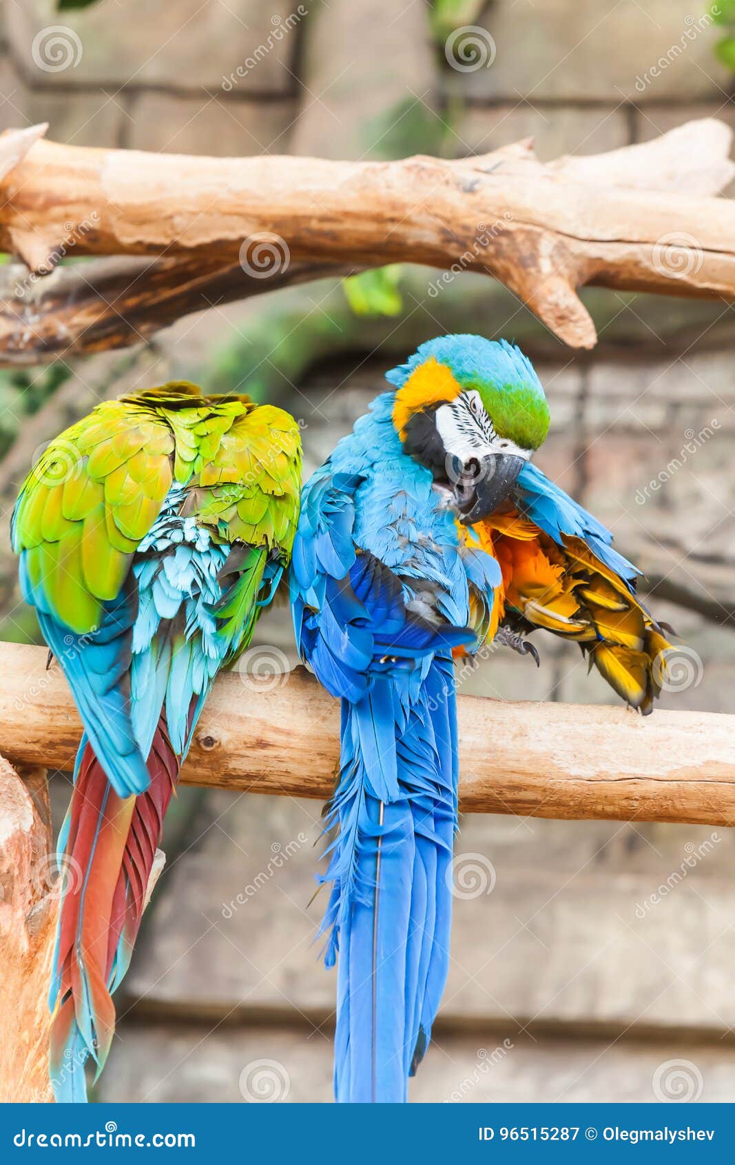 Funny Colored Large Macaws Pair Parrots Ara Stock Image - Image of ...