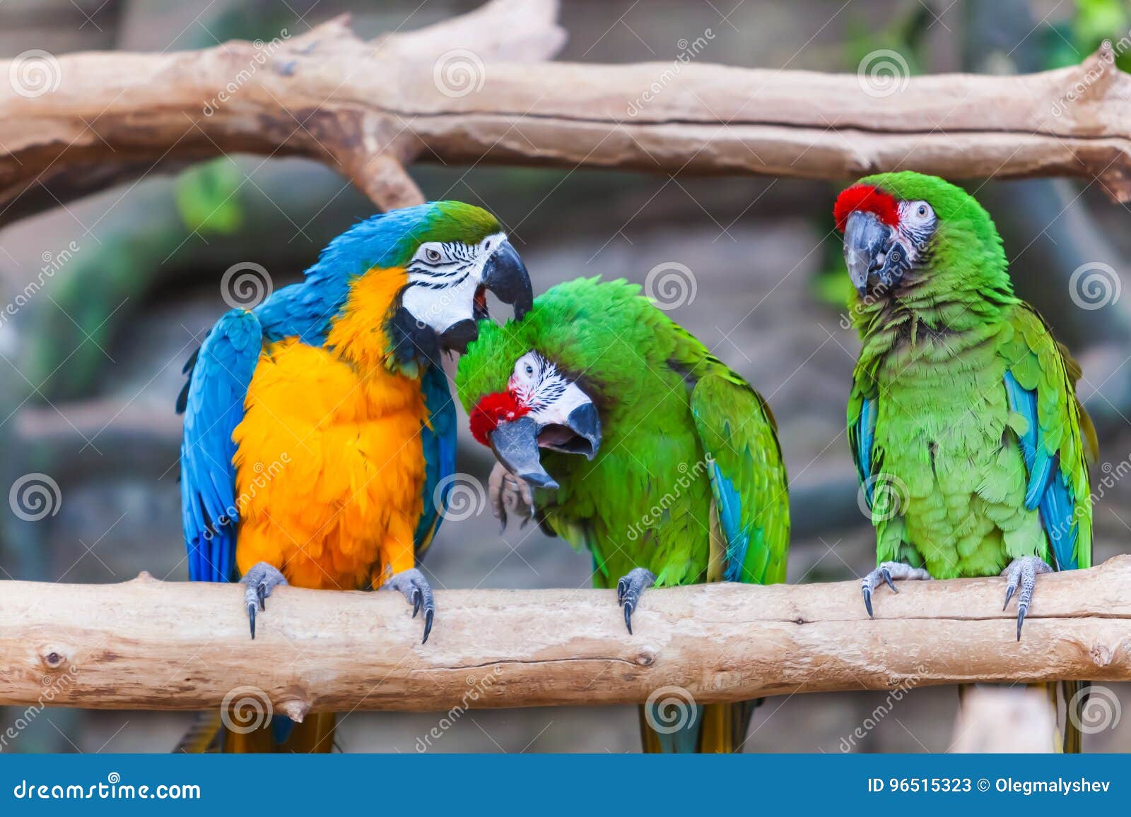 Funny Colored Large Macaws Pair Parrots Ara Stock Image - Image of ...