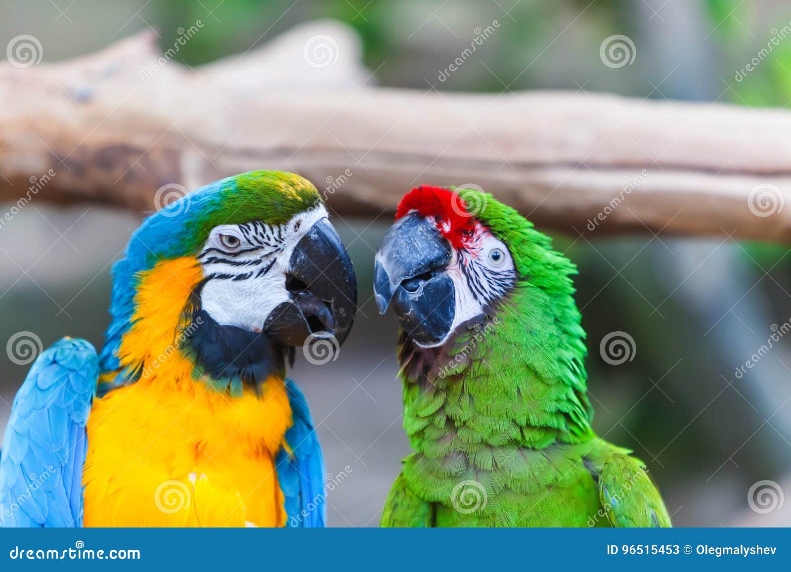 Funny Colored Large Macaws Pair Parrots Ara Stock Image - Image of blue ...
