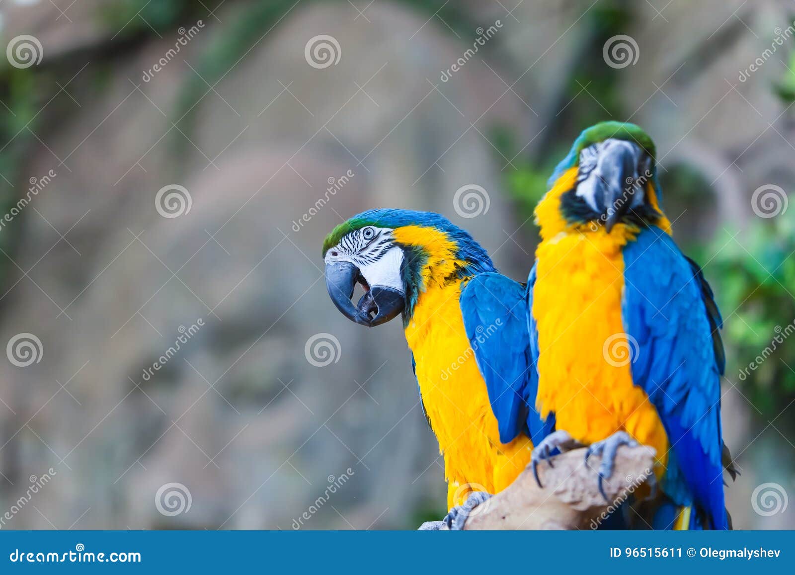 Funny Colored Large Macaws Pair Parrots Ara Stock Image - Image of ...