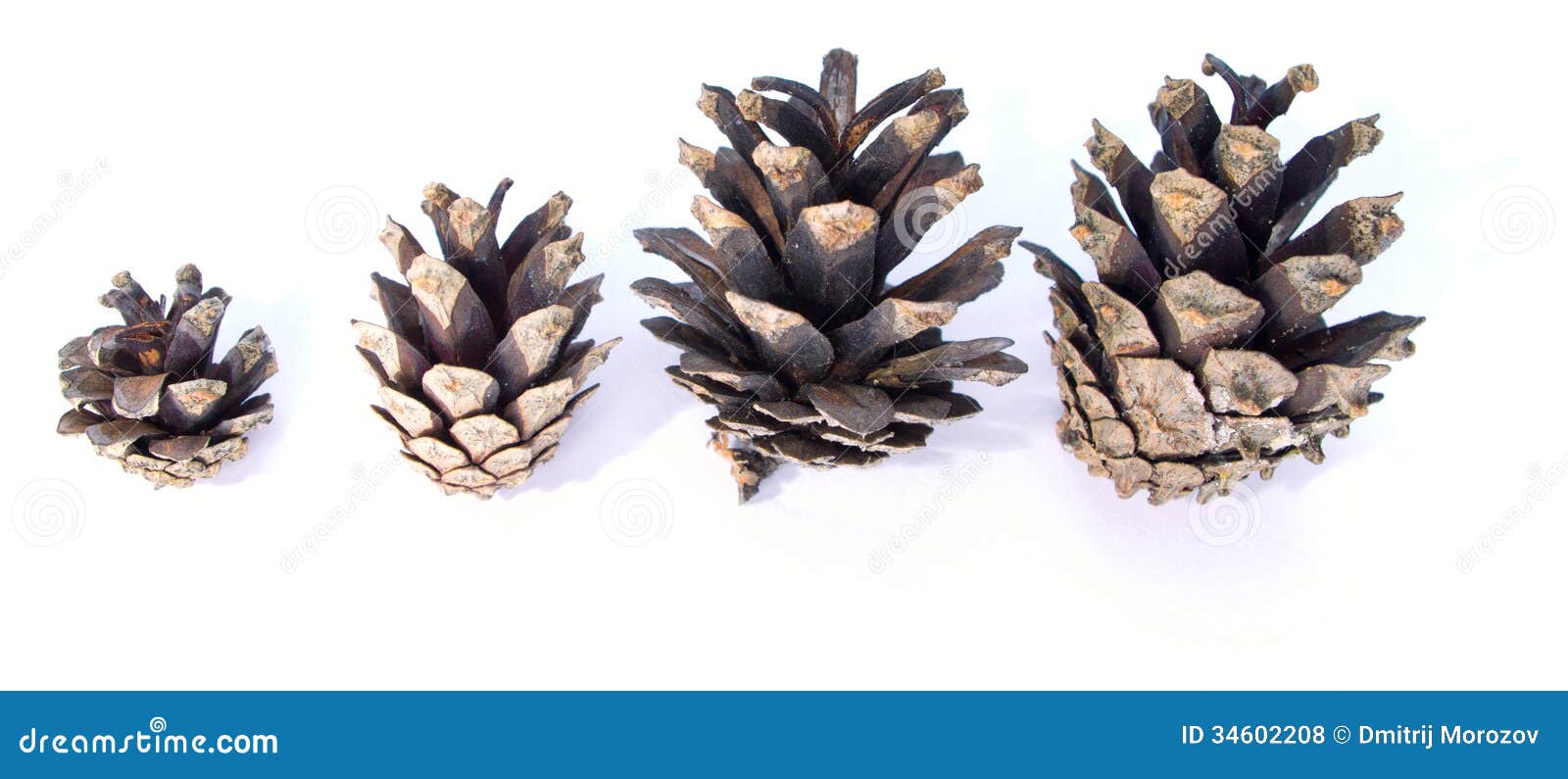 Funny Composition of the Evolution of Growth of Pine Cones Stock Photo ...