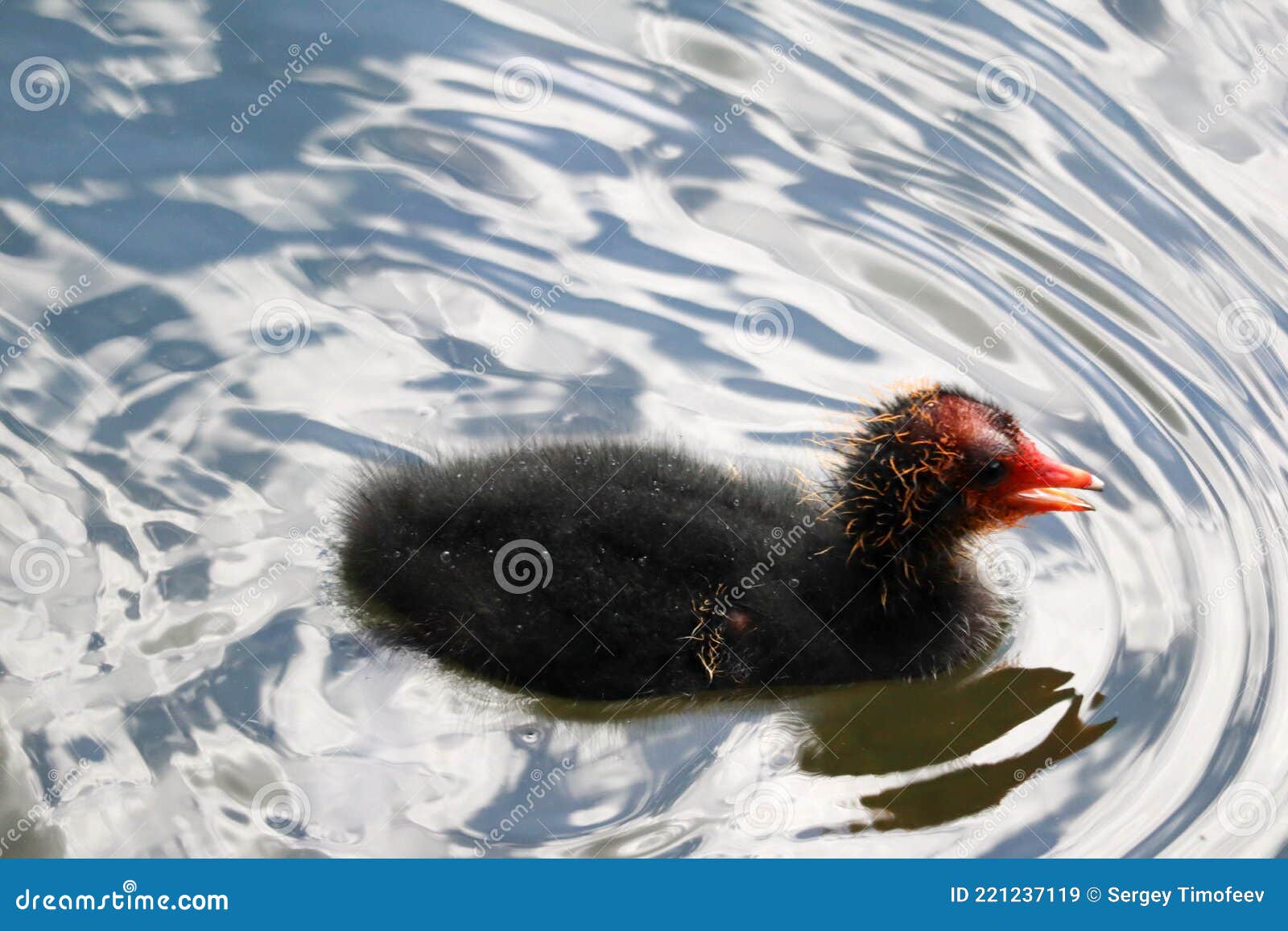 Funny Coot Chick on the Water Closeup Stock Image - Image of nestling ...