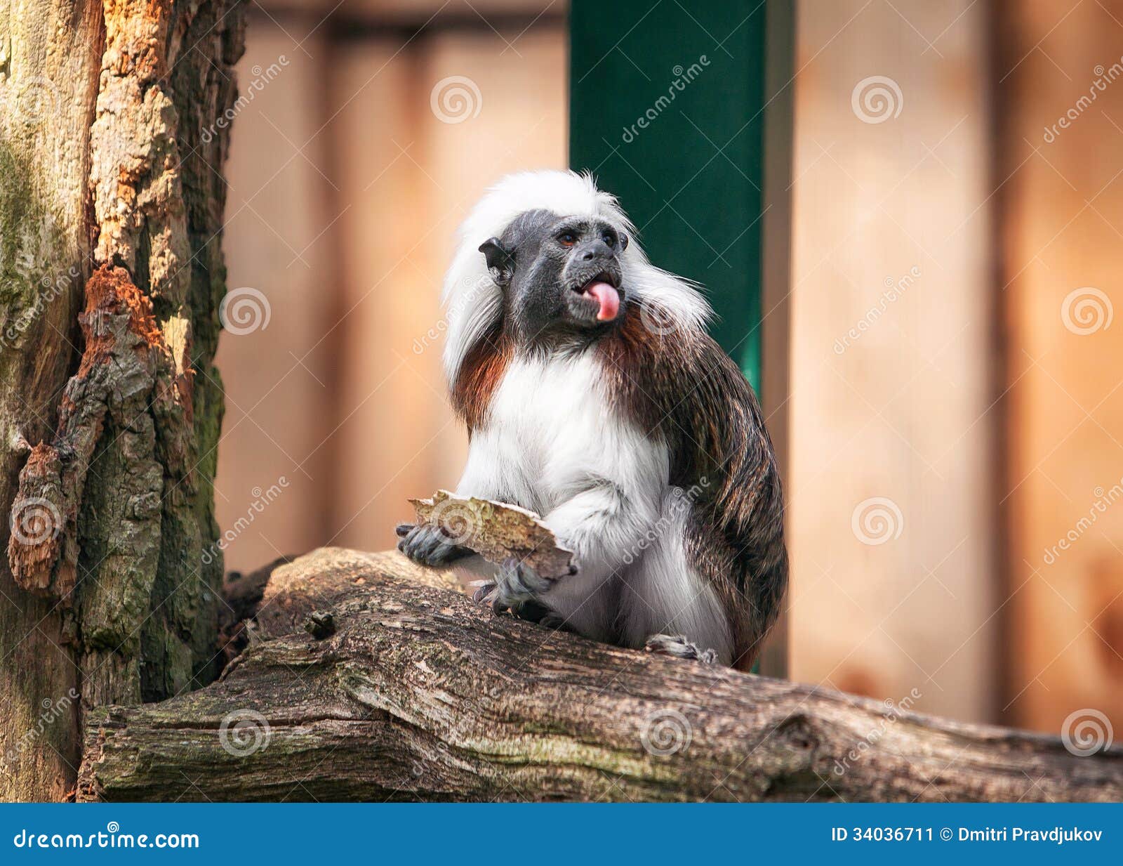 Funny Cotton-top Tamarin in Open-air Cage Stock Image - Image of sweet ...