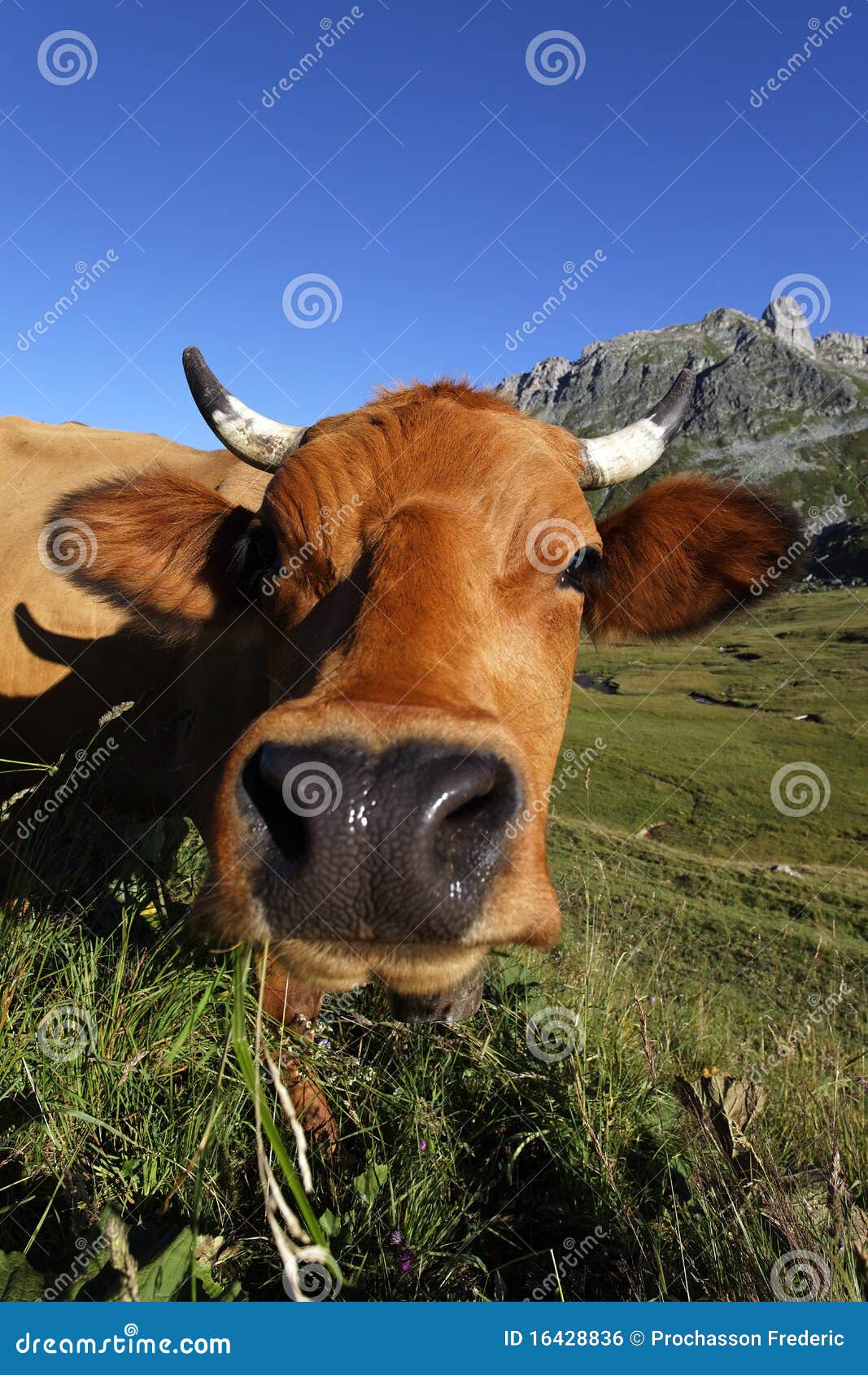 Funny cow stock photo. Image of farmland, farming, rural - 16428836