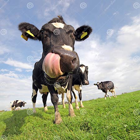 Funny cow stock photo. Image of farm, domestic, expressive - 27027950