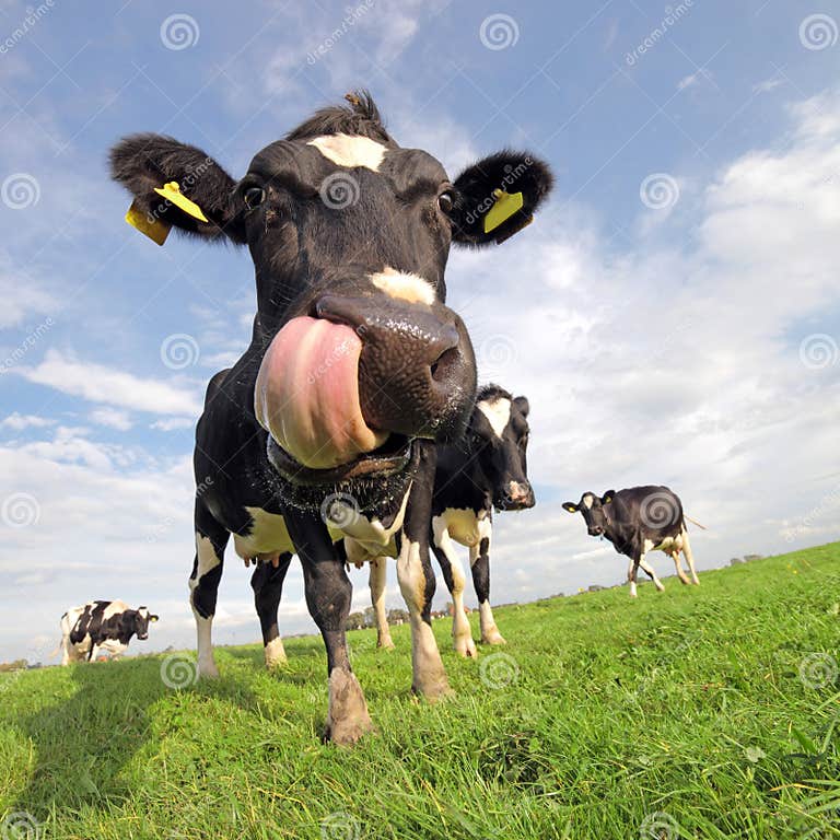 Funny cow stock photo. Image of farm, domestic, expressive - 27027950