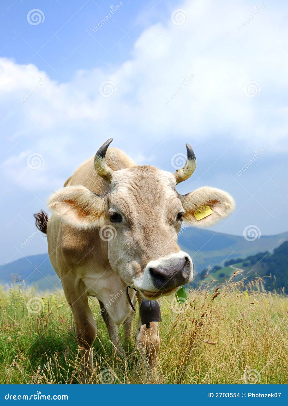Funny cow stock photo. Image of horn, field, bovine, farmer - 2703554