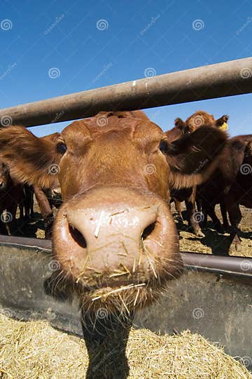 Funny Cow stock photo. Image of feedlot, curious, nostril - 468470