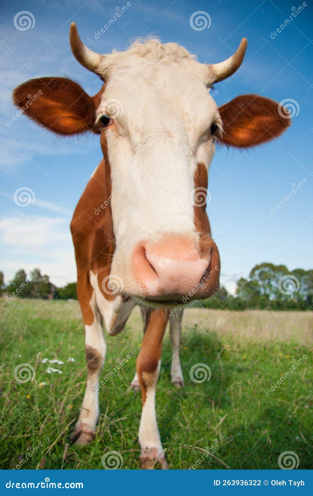 A Funny Cow with a Big Head. Stock Photo - Image of bovine, head: 263936322